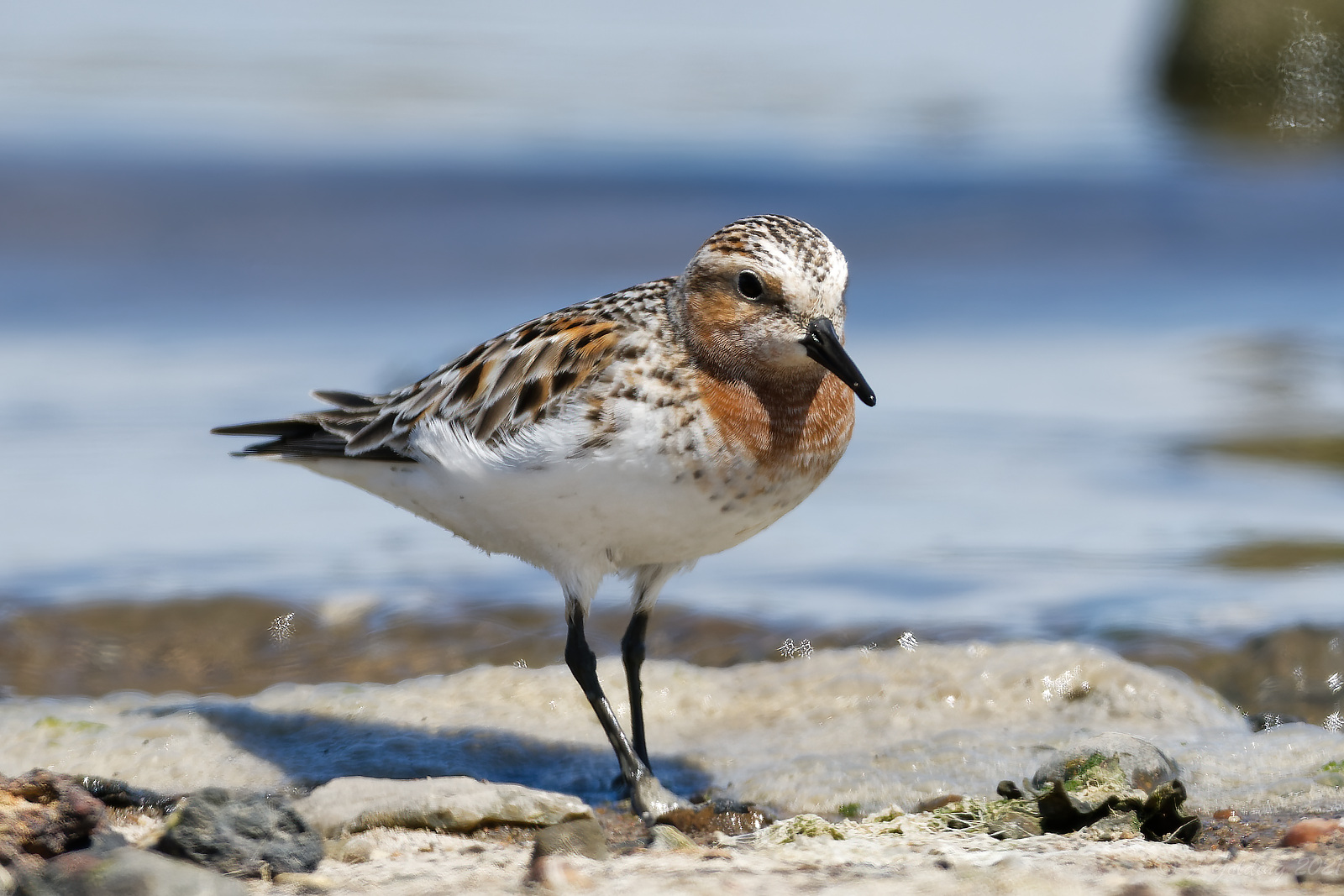 Red-necked Stint by Frank Golding - BirdGuides