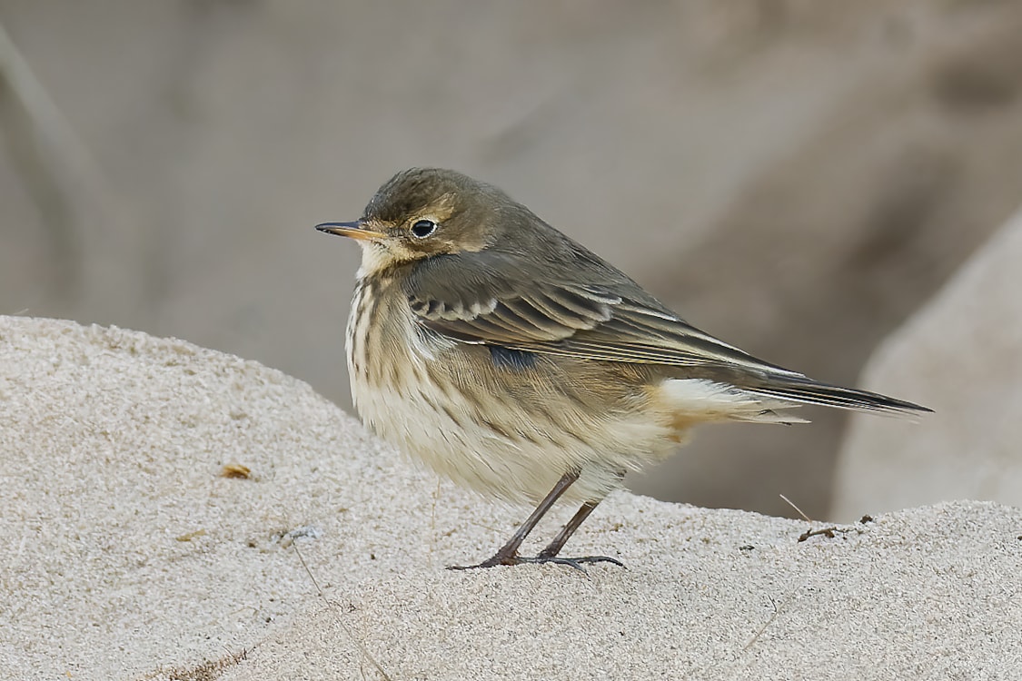 American Buff-bellied Pipit by Frank Golding - BirdGuides