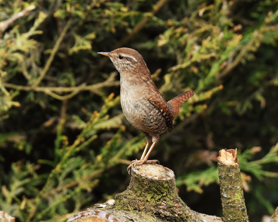Eurasian Wren by Irene Harrison - BirdGuides