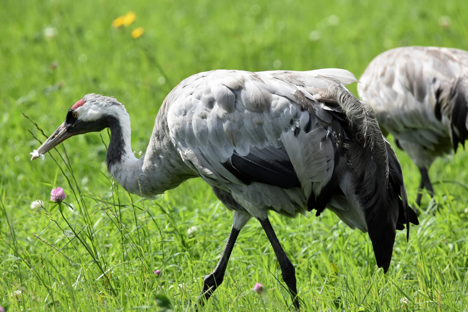 Common Crane by W.Schulenburg islawellington@yahoo.de - BirdGuides