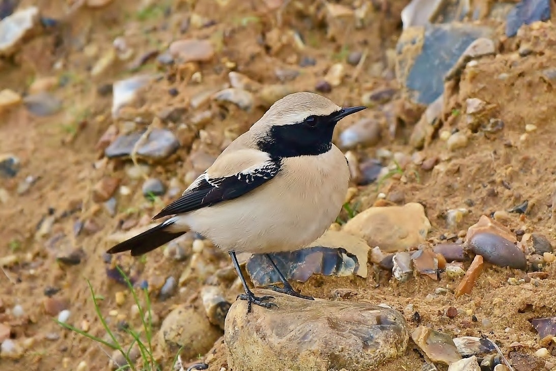Desert Wheatear by Neil Rendall - BirdGuides