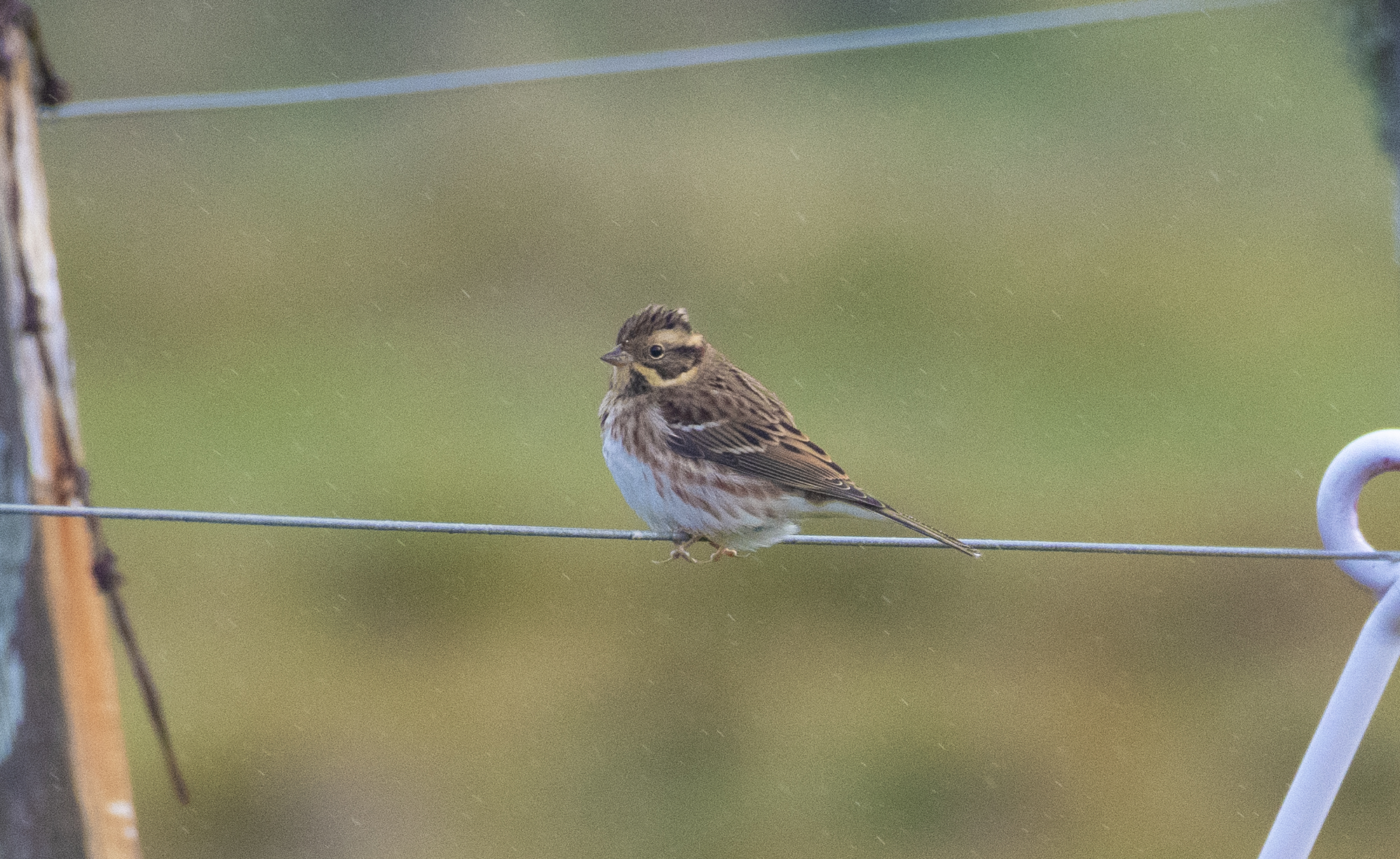Details : Rustic Bunting - BirdGuides