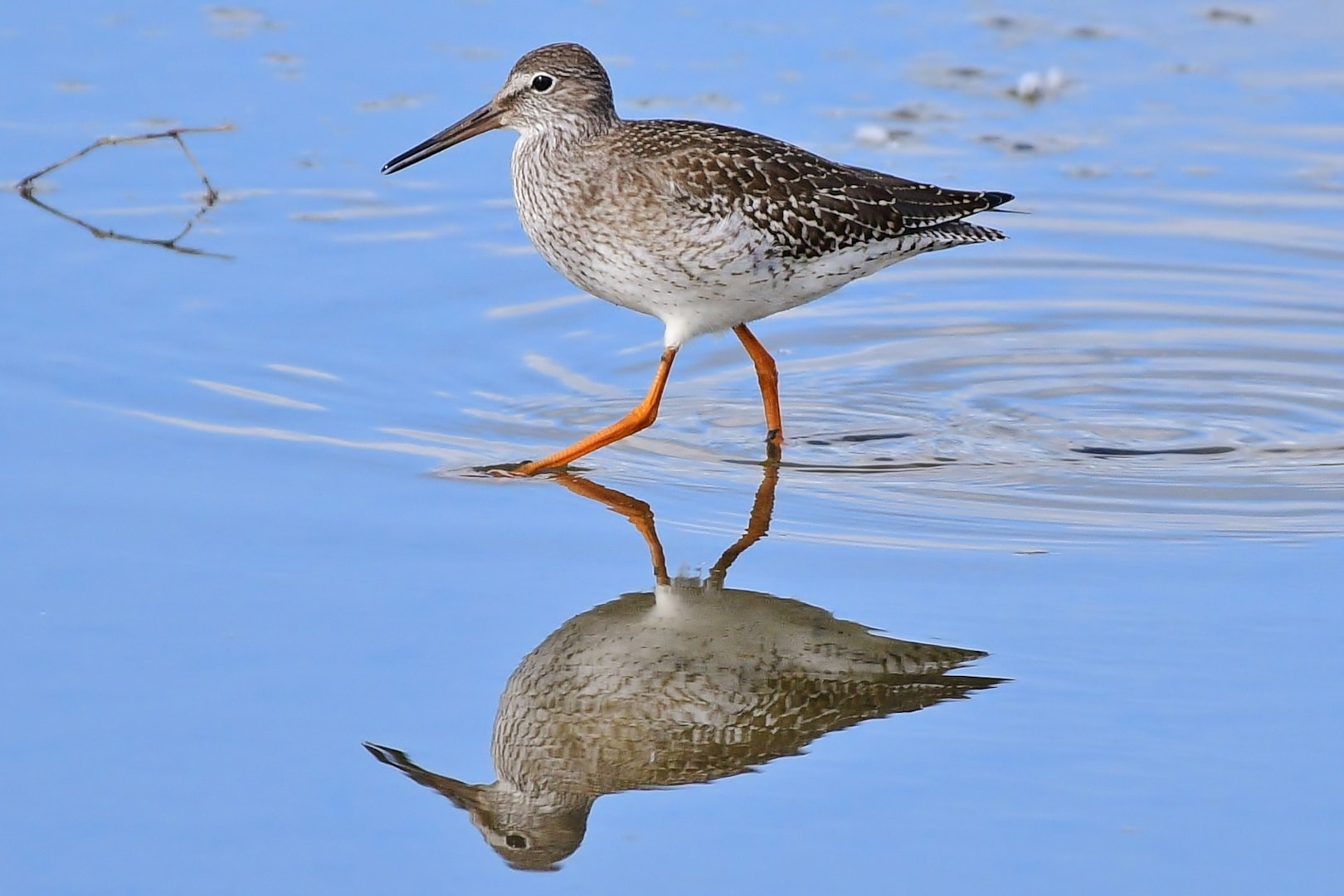Common Redshank by Neil Rendall - BirdGuides