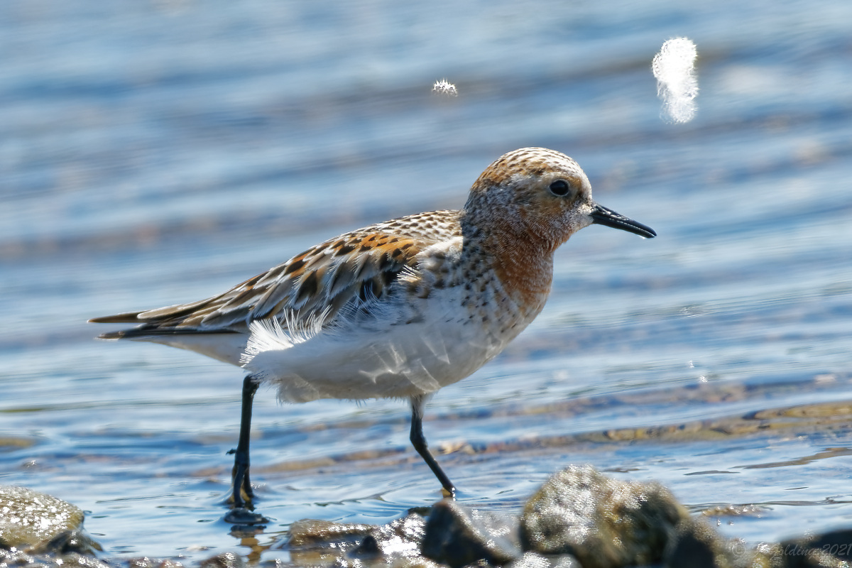 Red-necked Stint by Frank Golding - BirdGuides