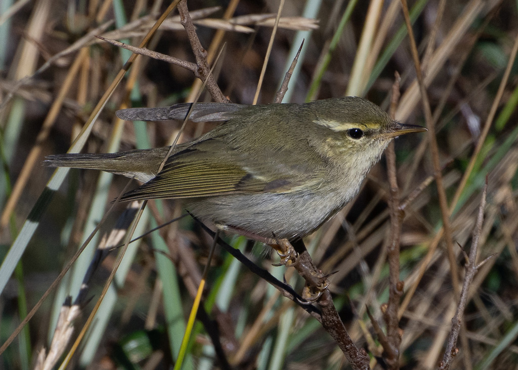 Arctic Warbler by Ian Curran - BirdGuides