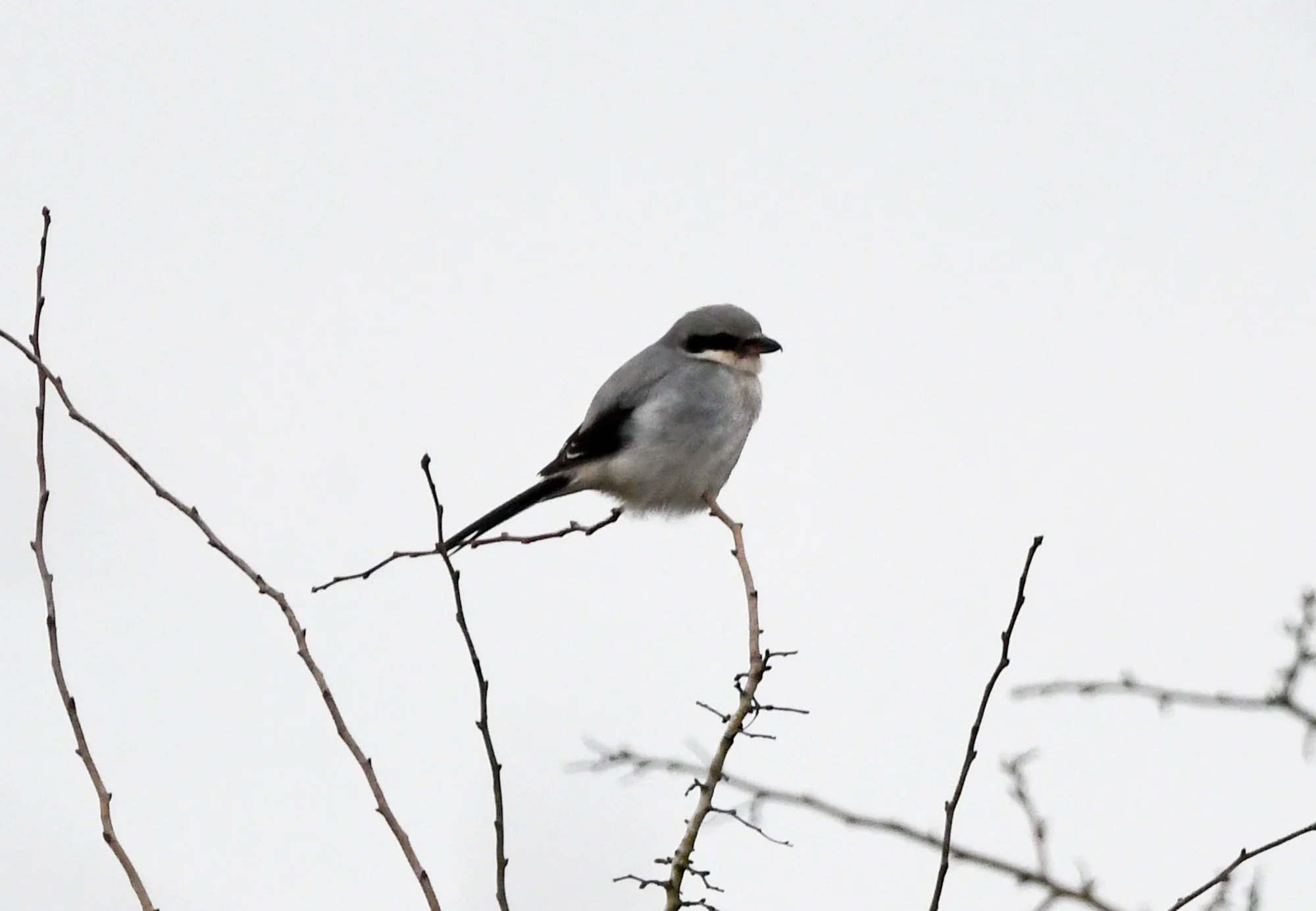 Sighting Report - BirdGuides