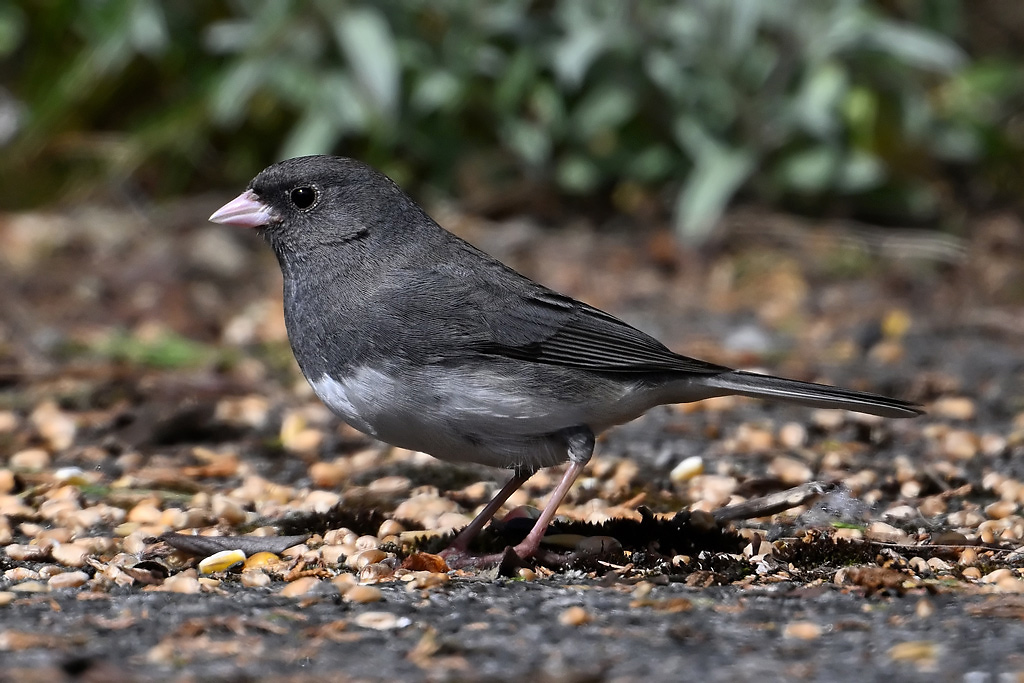 Dark-eyed Junco by Ian Curran - BirdGuides