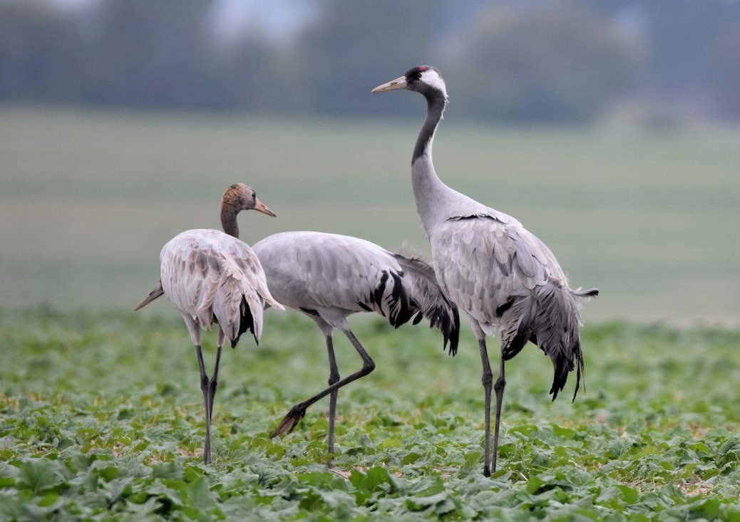 Common Crane by W Schulenburg - BirdGuides