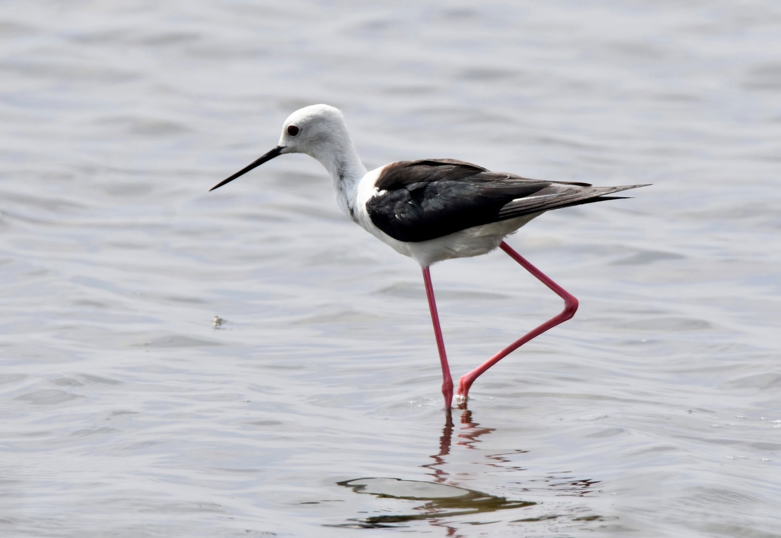 Black-winged Stilt by W Schulenburg - BirdGuides