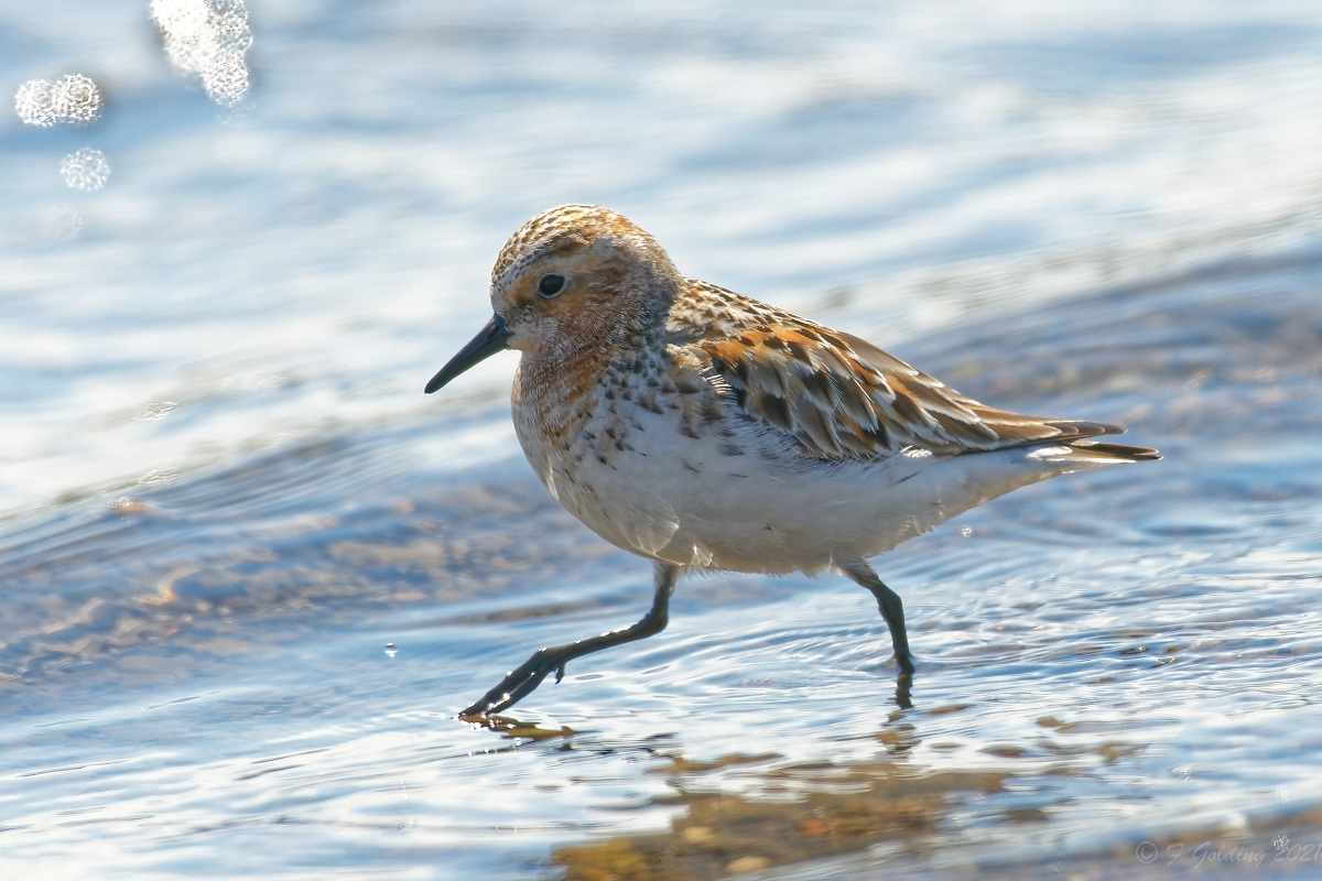 Red-necked Stint by Frank Golding - BirdGuides