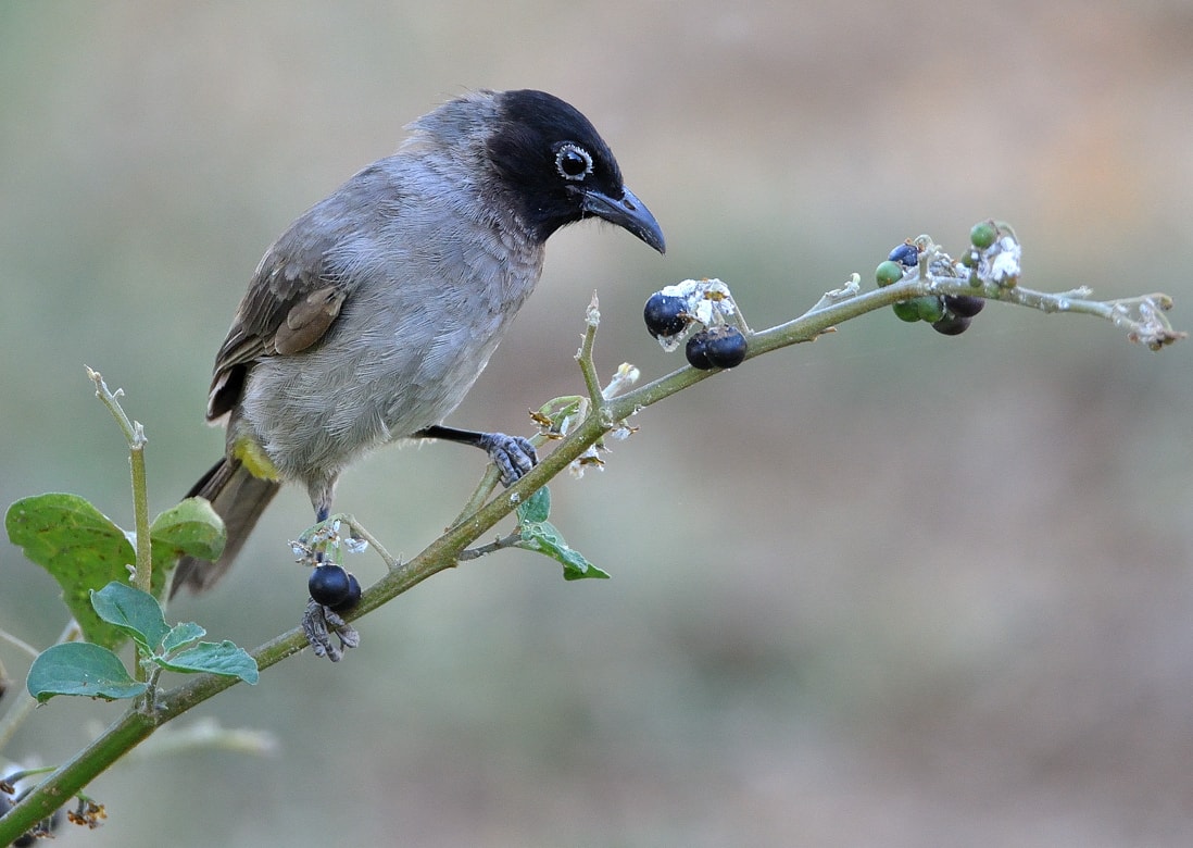 Spectacled Bulbul by Wally Harris - BirdGuides