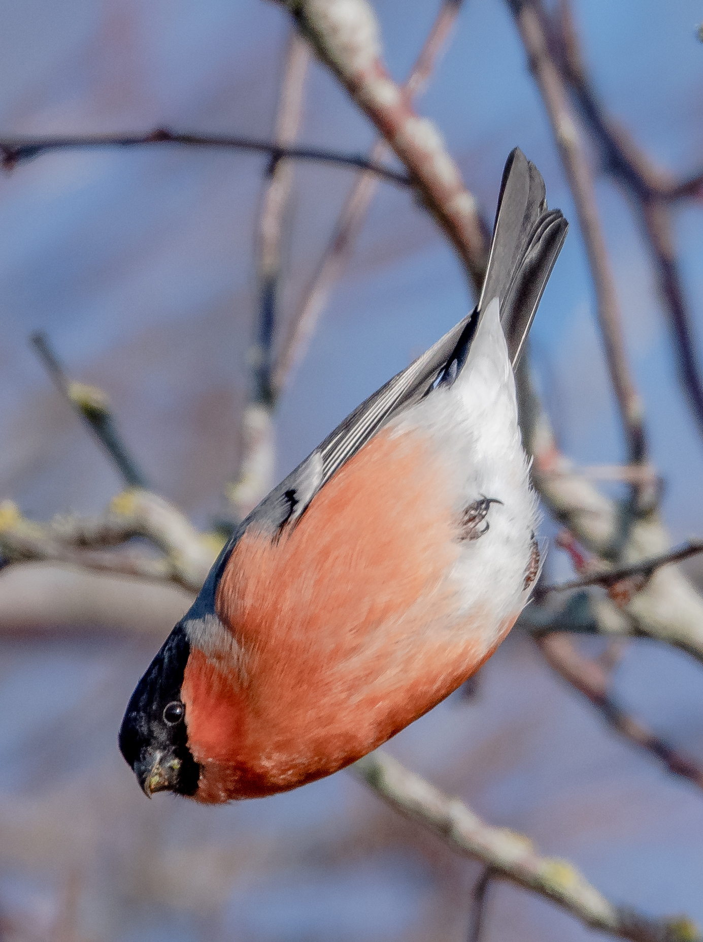Details : Northern Bullfinch - BirdGuides