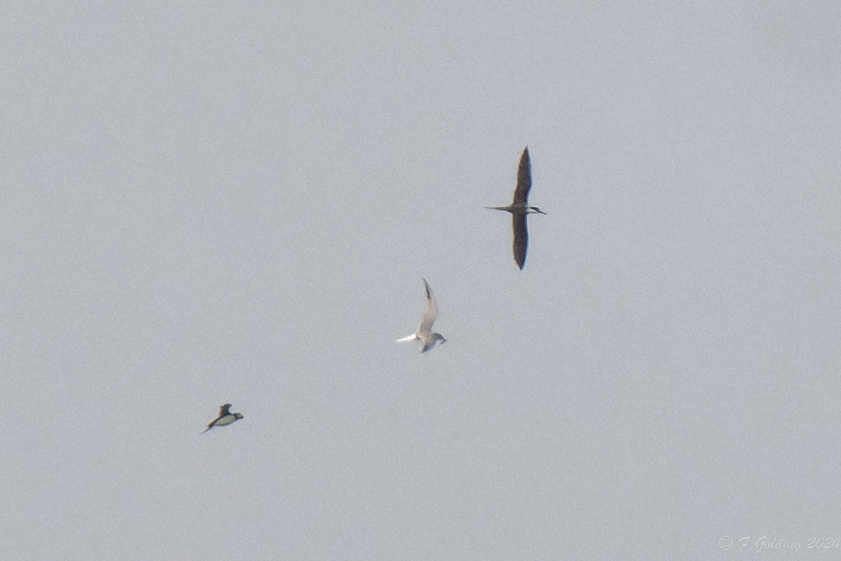 Bridled Tern by Frank Golding - BirdGuides