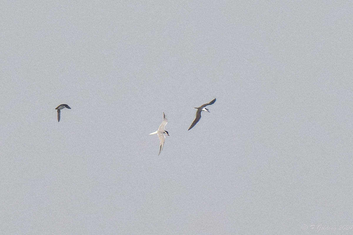 Bridled Tern by Frank Golding - BirdGuides