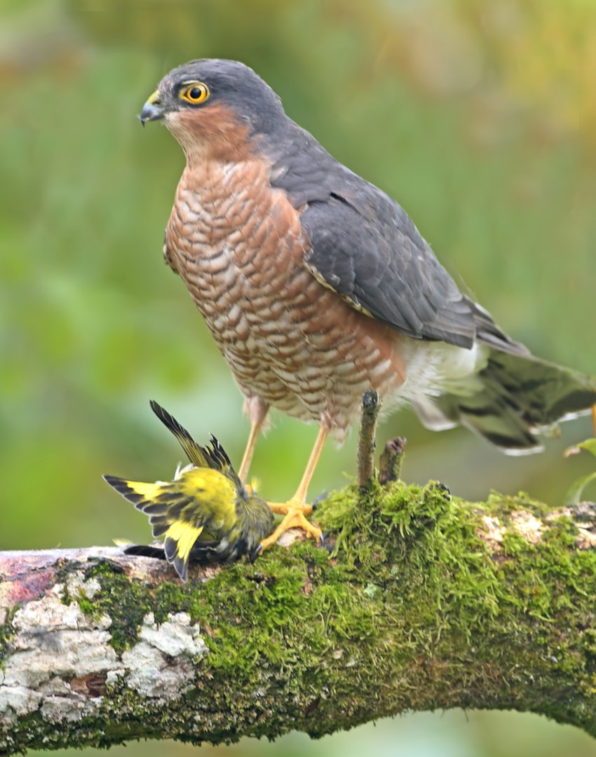 Eurasian Sparrowhawk by Kev Joynes - BirdGuides