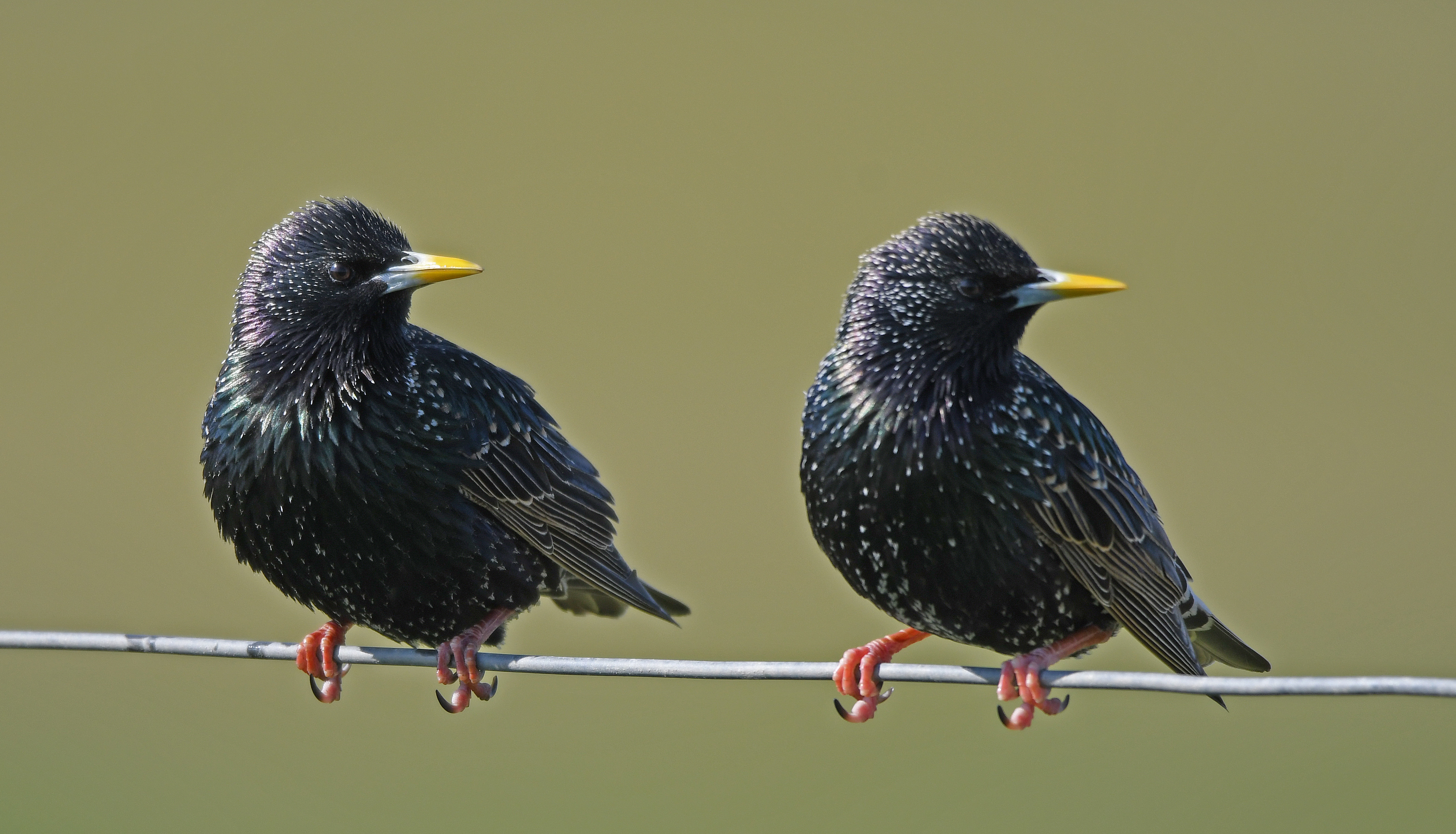 Non-native Common Starlings show signs of evolution - BirdGuides