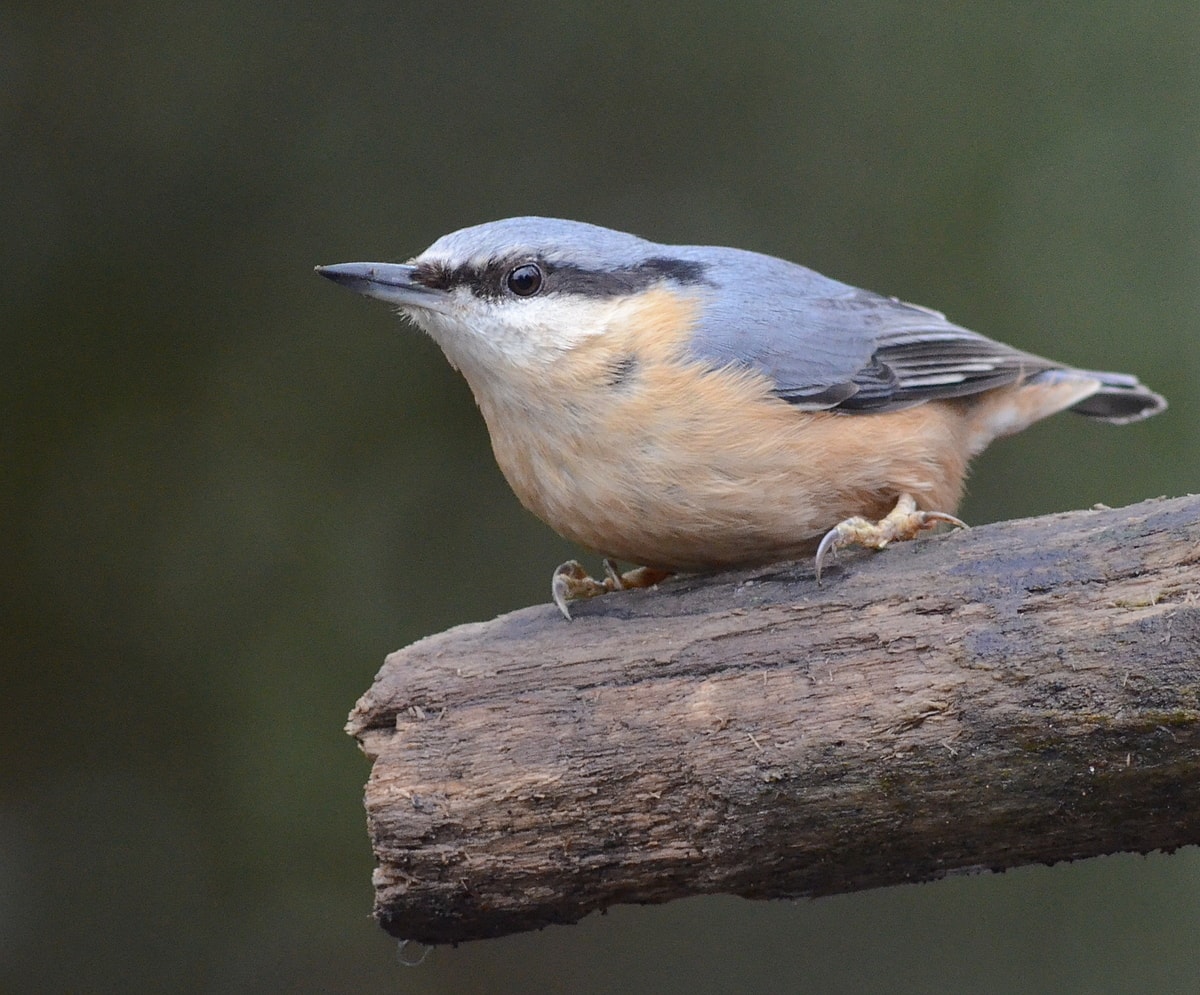 Eurasian Nuthatch by Joe Graham - BirdGuides