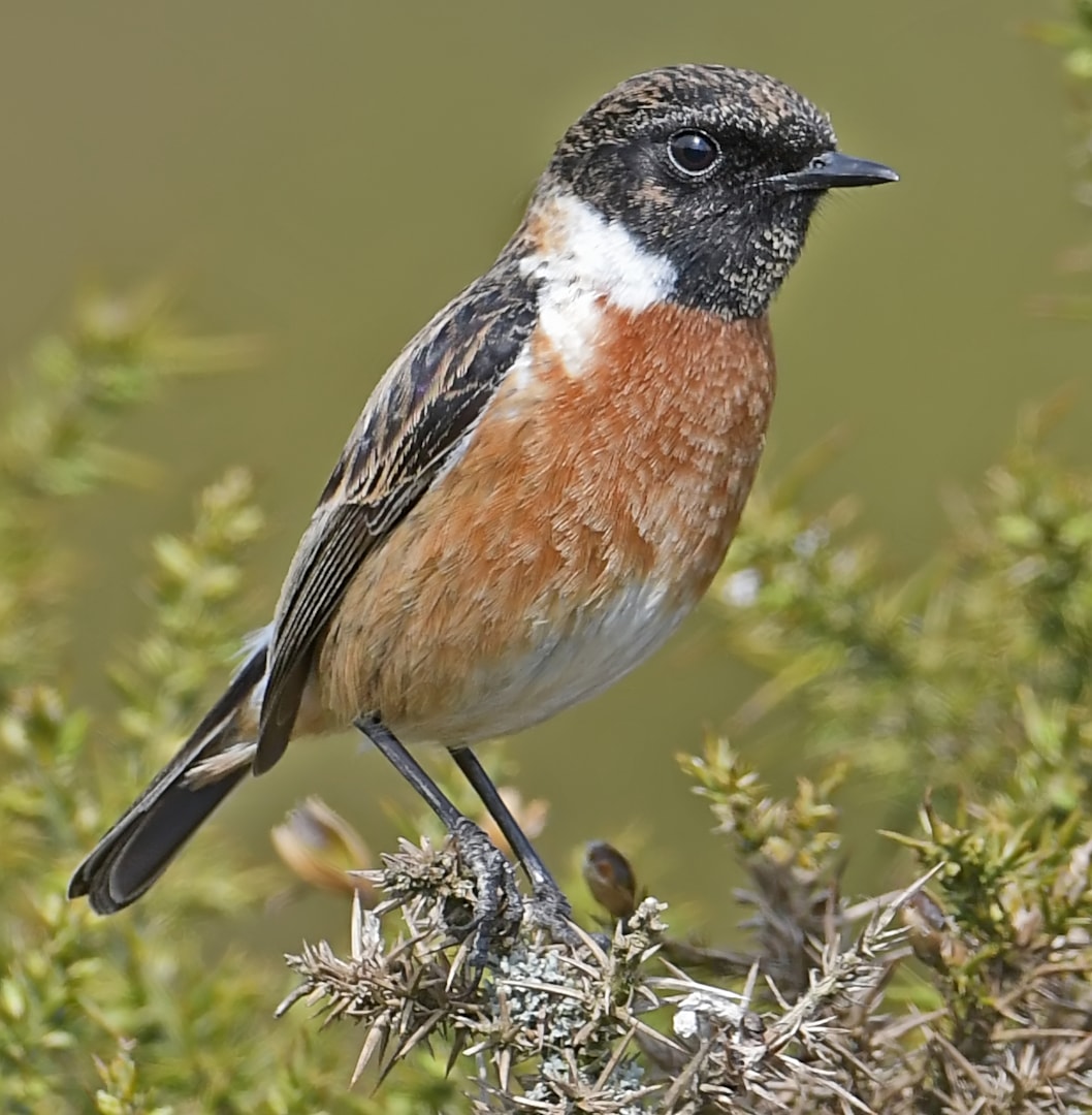 European Stonechat by Kev Joynes - BirdGuides