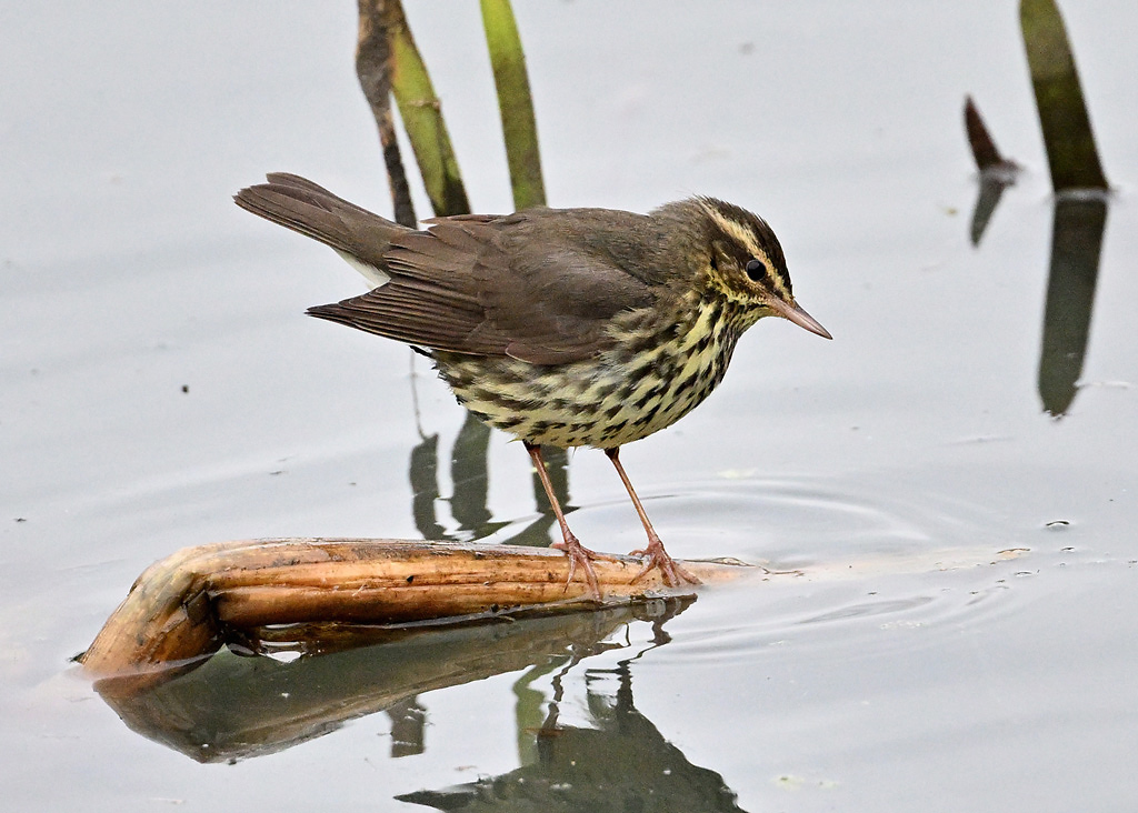 Northern Waterthrush by Ian Curran - BirdGuides
