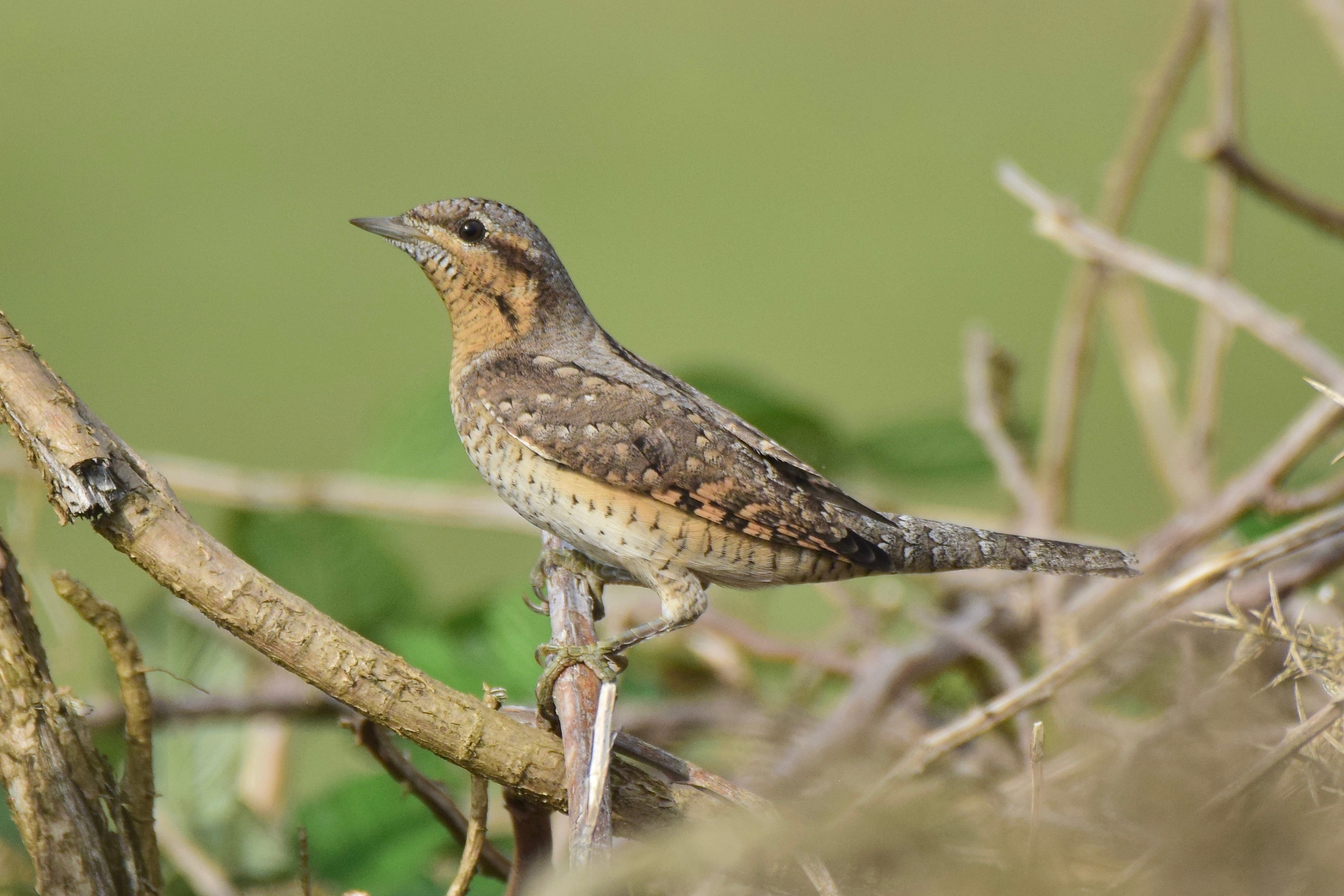Wryneck by Ben Lucking - BirdGuides