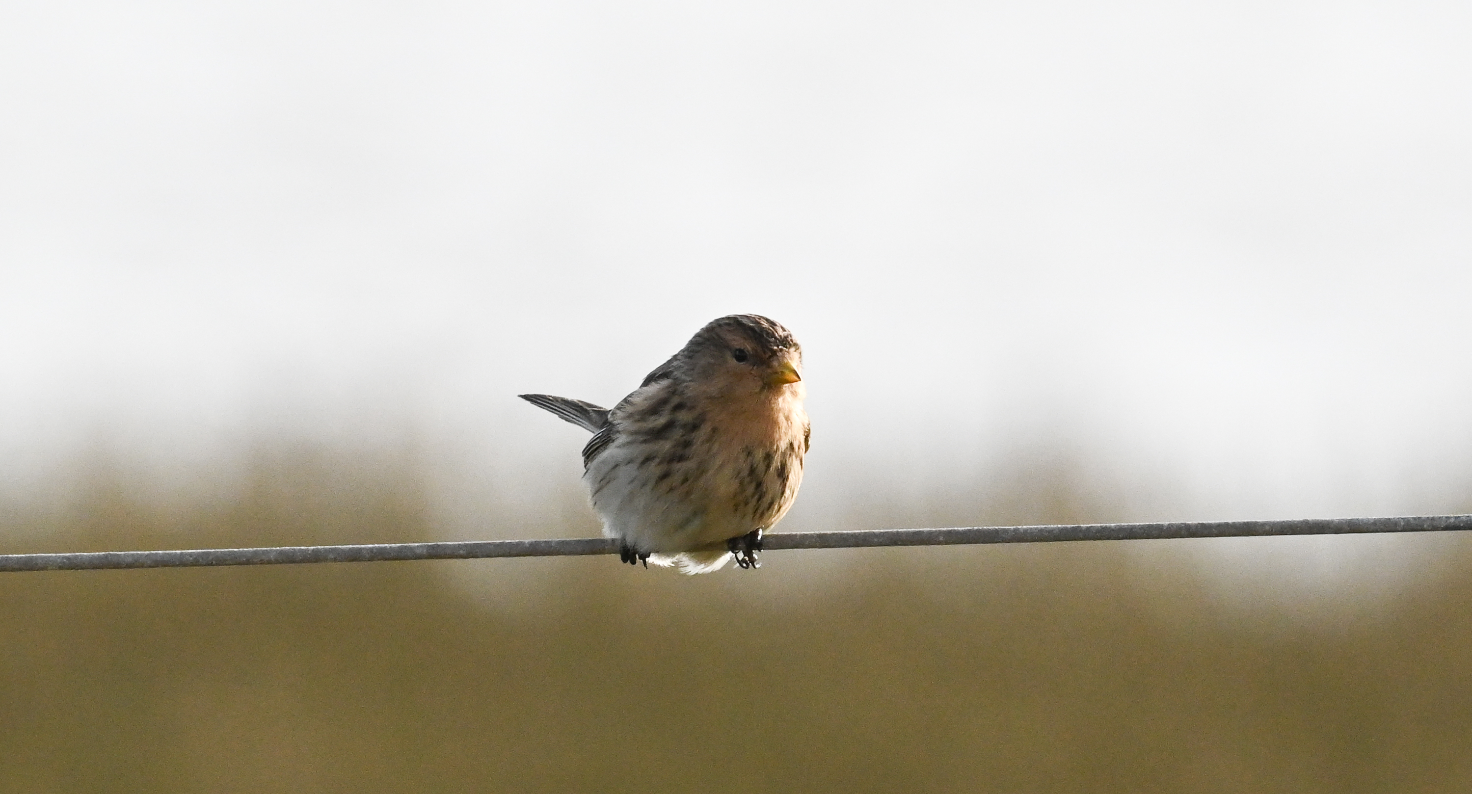 Twite by Graham Sutton - BirdGuides