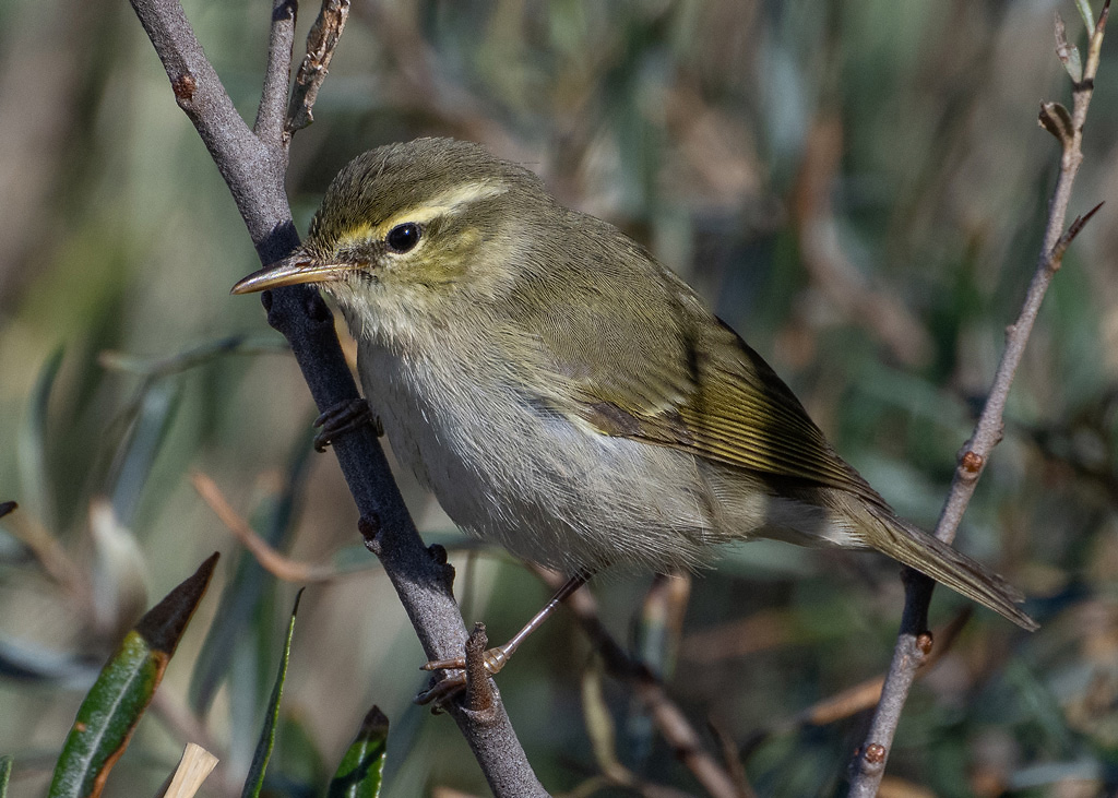 Arctic Warbler by Ian Curran - BirdGuides