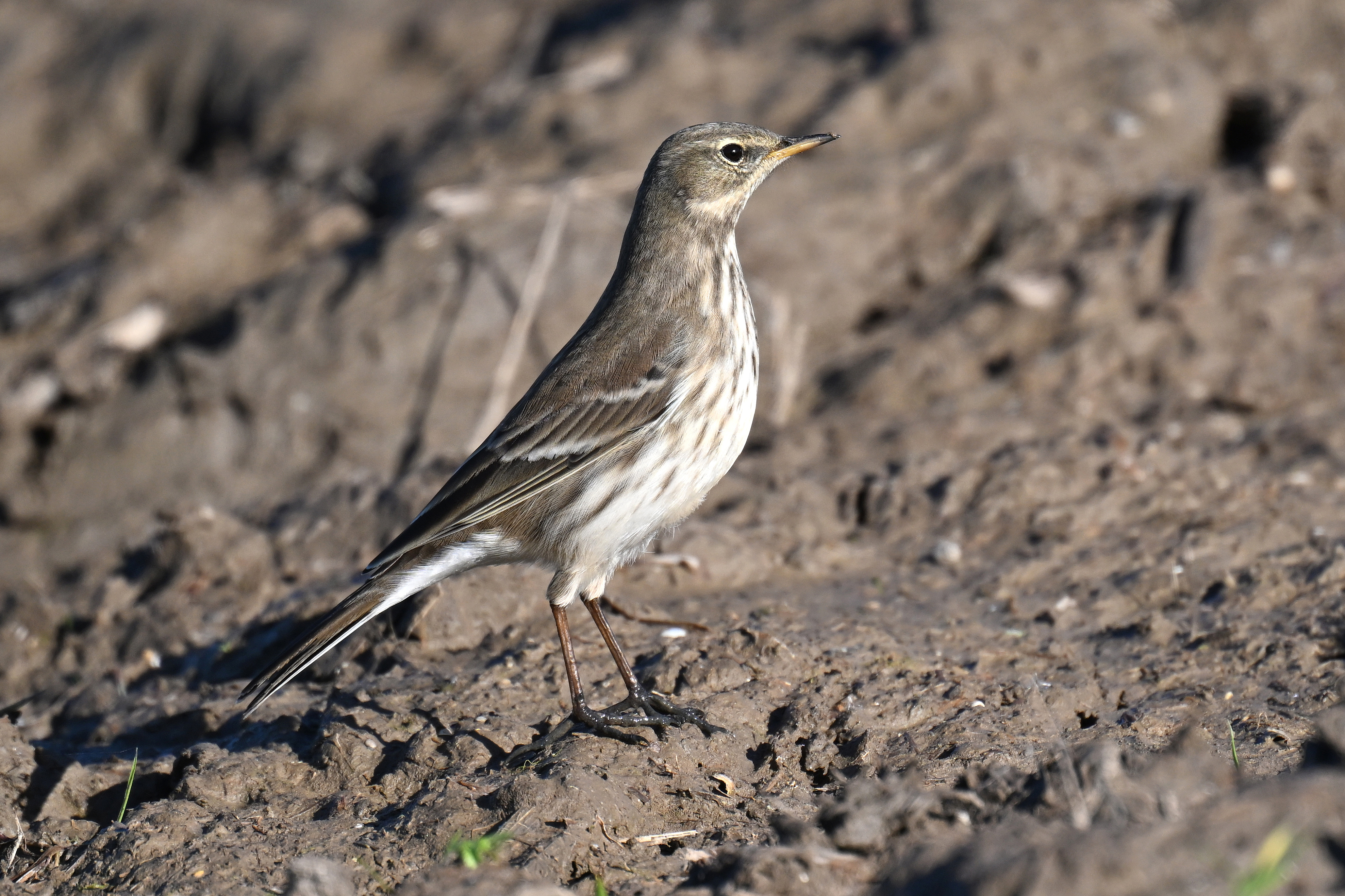 Water Pipit by Nick Appleton - BirdGuides