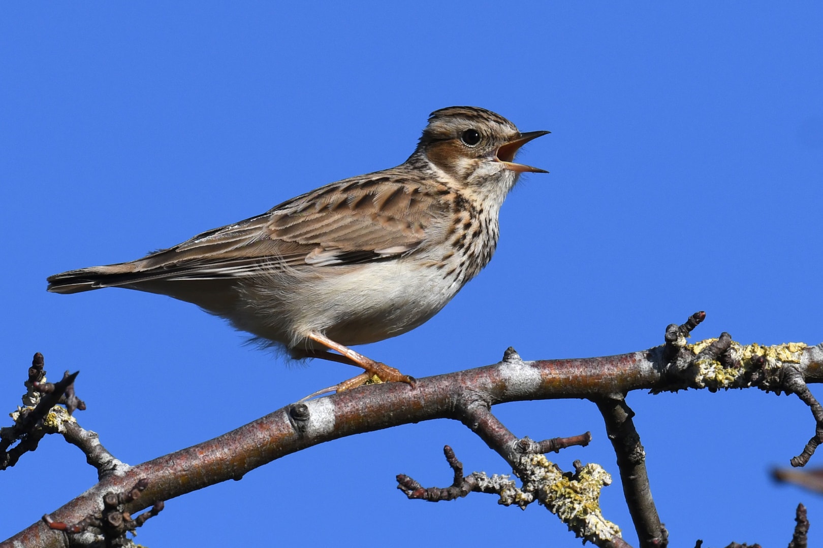 Woodlark by Nick Appleton - BirdGuides
