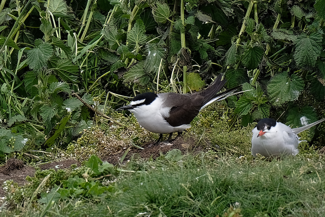 Bridled Tern by Frank Golding - BirdGuides