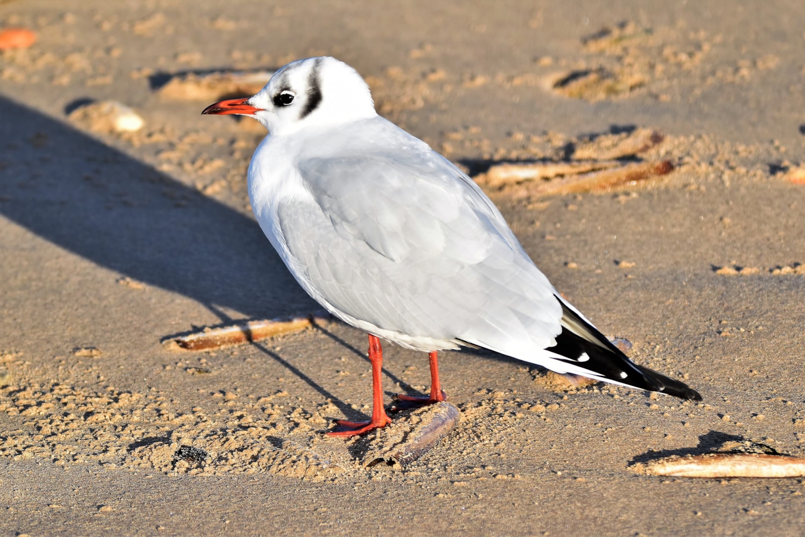 Black-headed Gull by Bryn Parry - BirdGuides