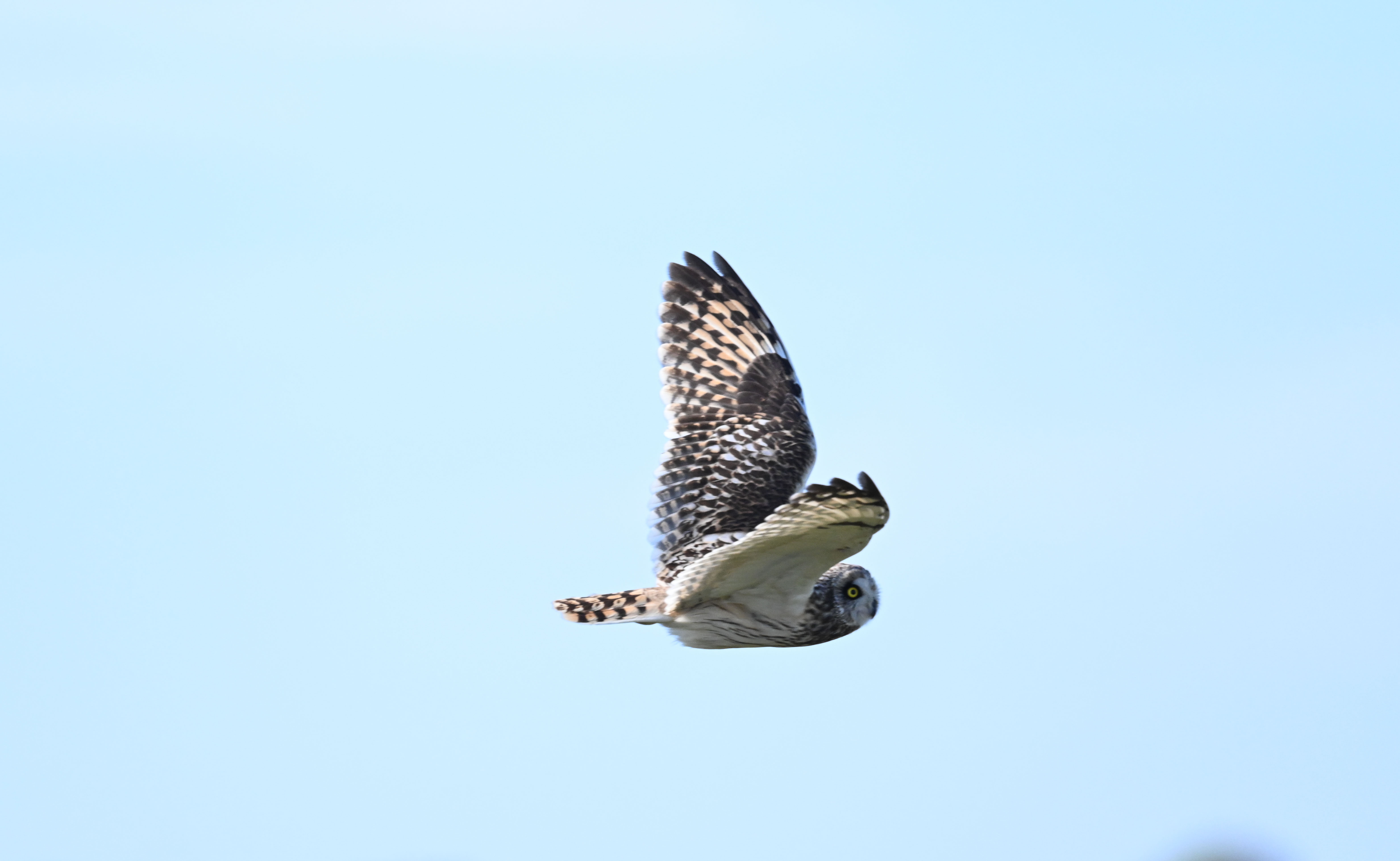 Short-eared Owl by Graham Sutton - BirdGuides