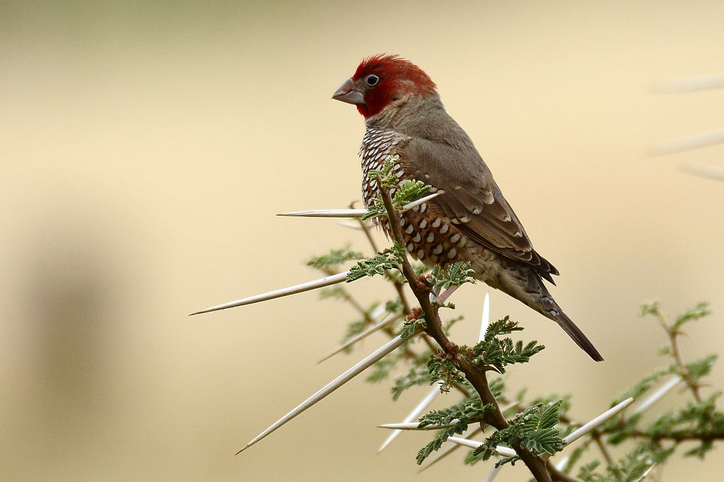 Details : Red-headed Finch - BirdGuides