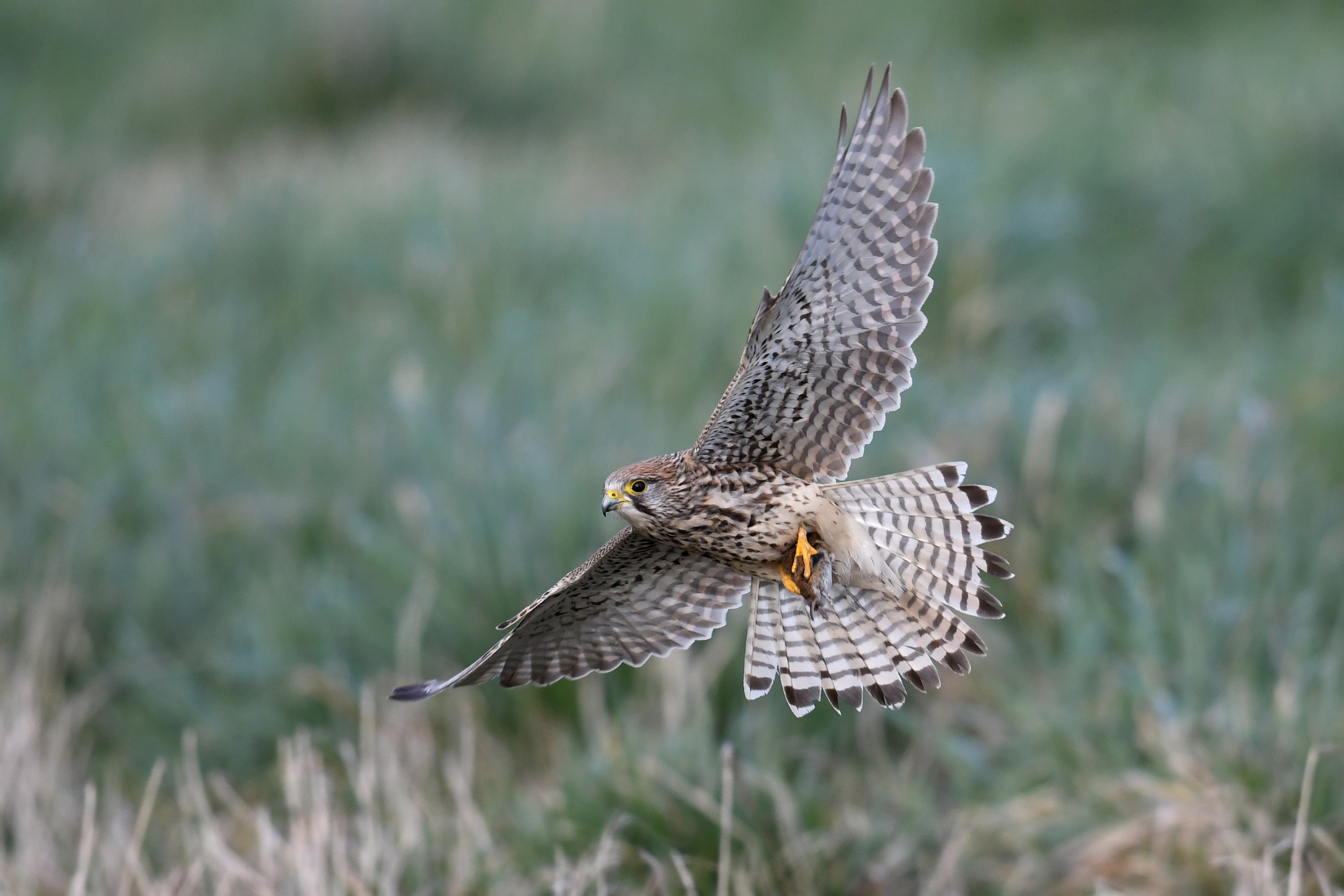 Details : Common Kestrel - BirdGuides