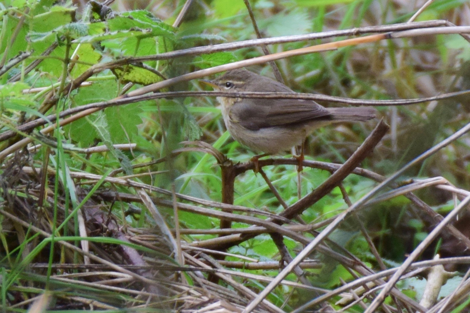 Dusky Warbler by Ben Lucking - BirdGuides