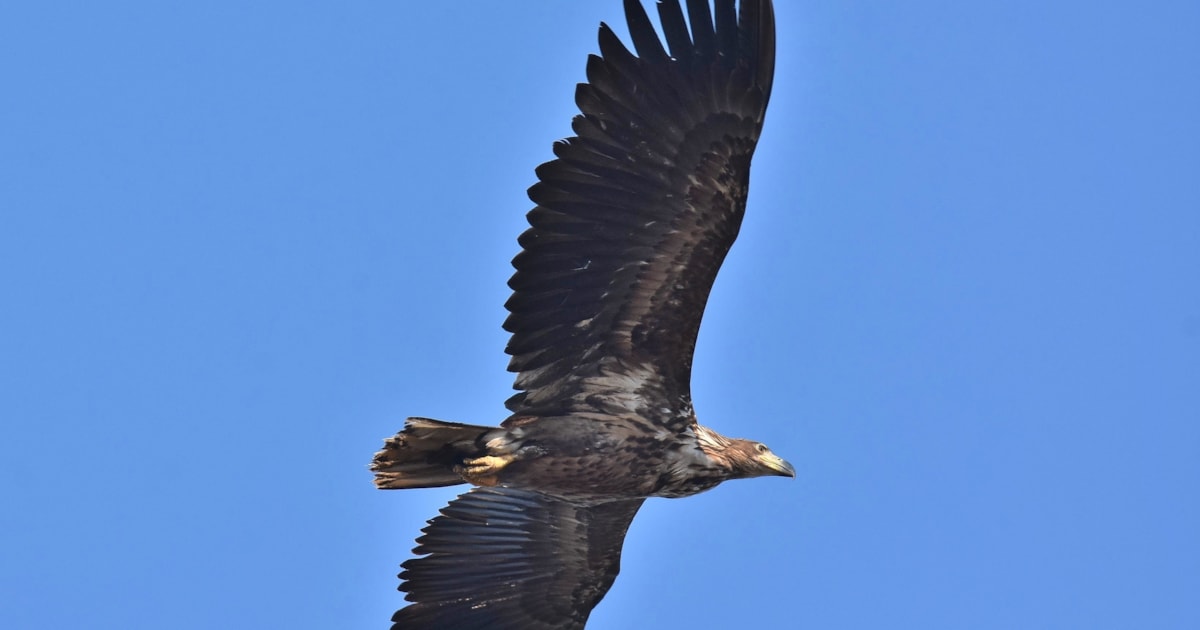 Isle of Wight eagles go on tour - BirdGuides