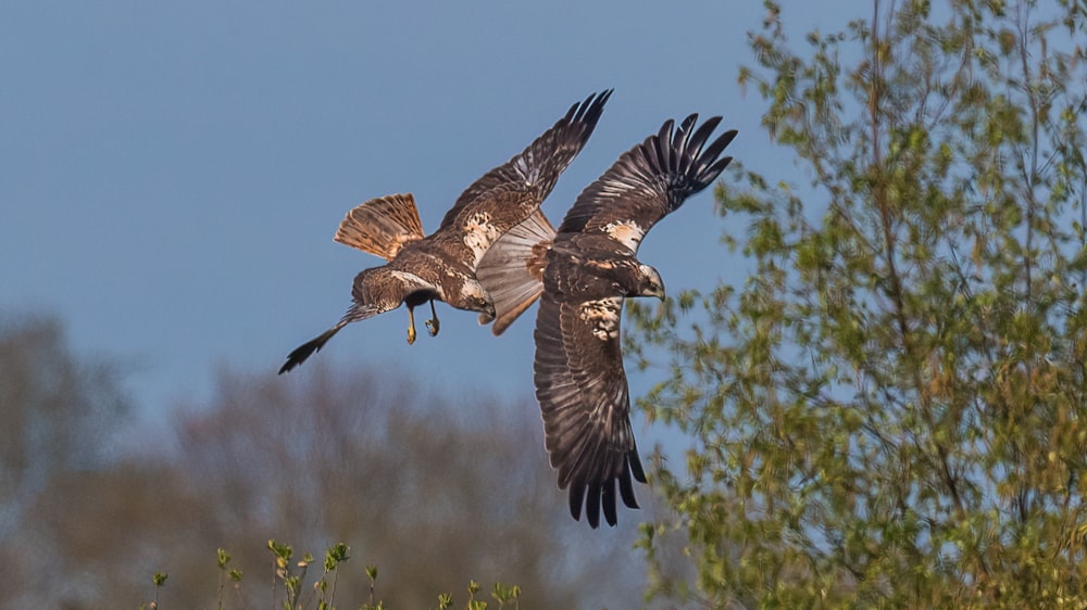 Lockdown allows raptor to flourish at fenland reserve - BirdGuides