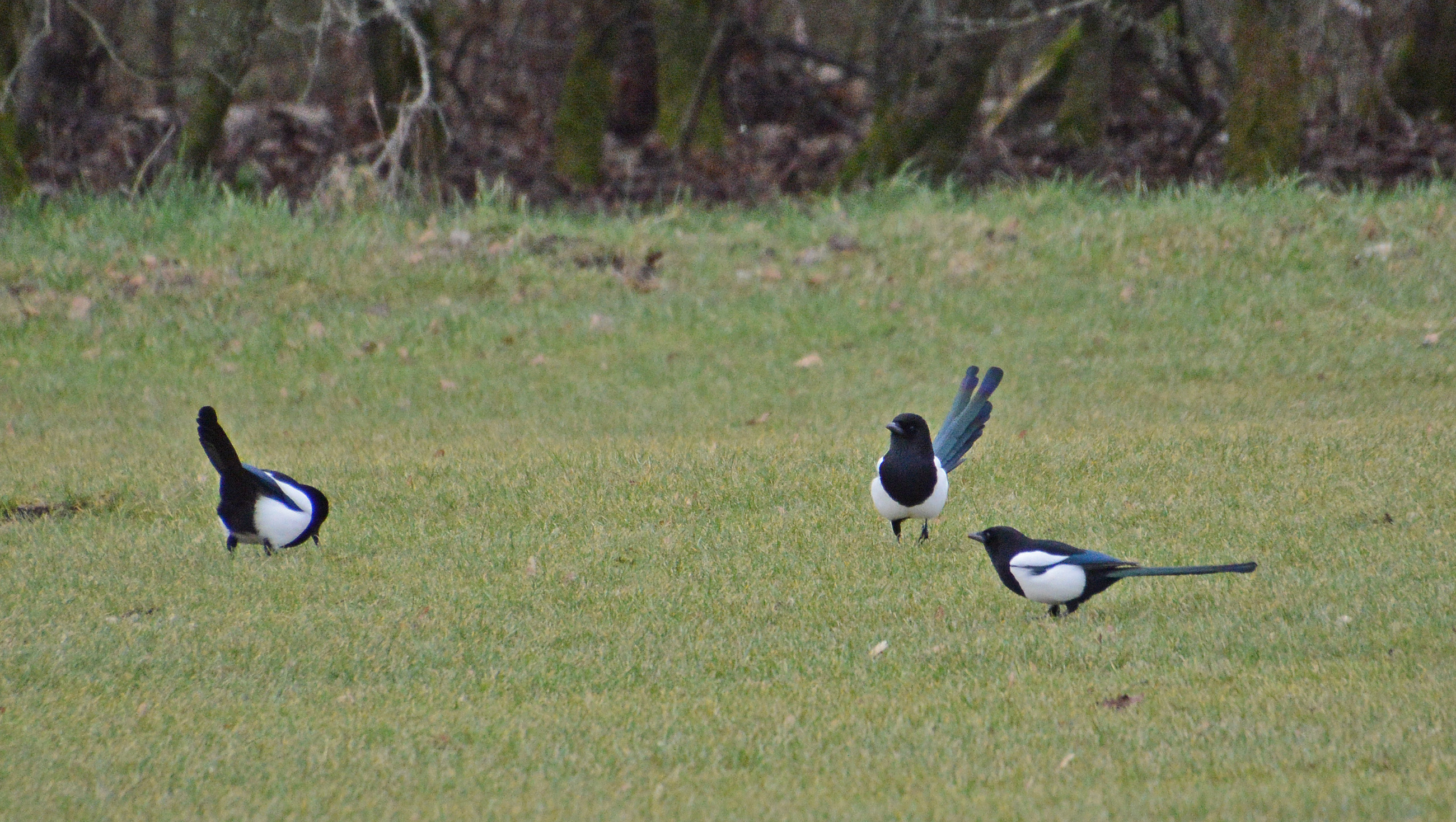 Magpie by Tom Moodie - BirdGuides
