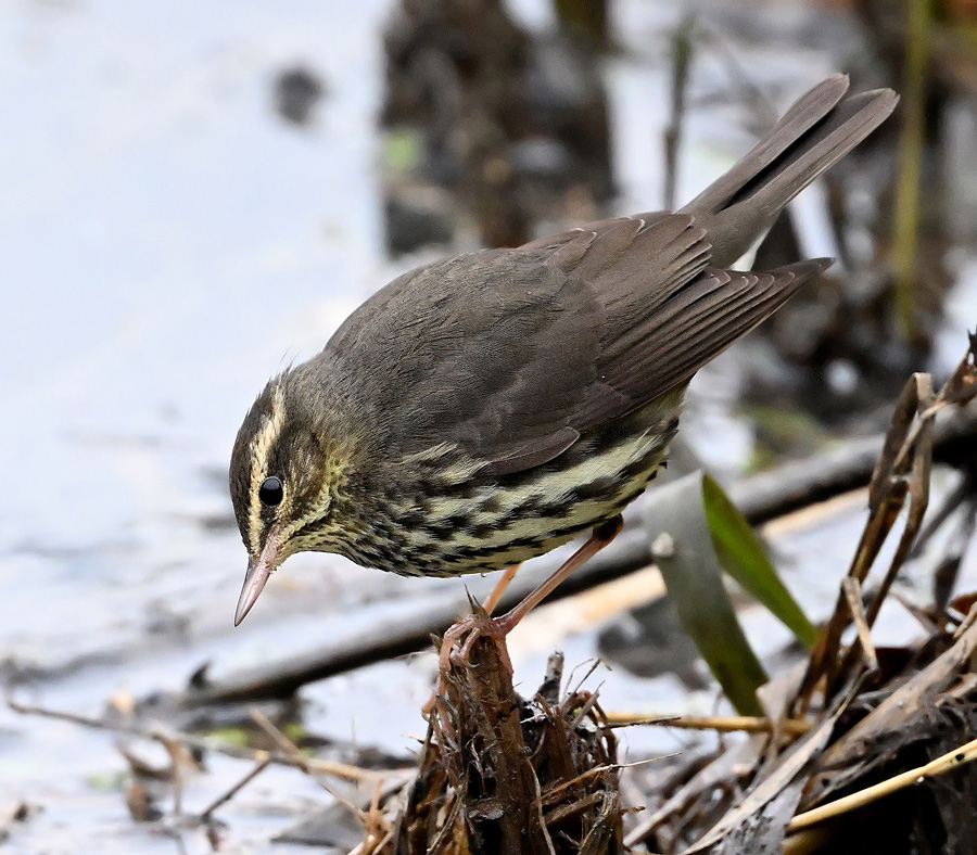 Northern Waterthrush by Ian Curran - BirdGuides