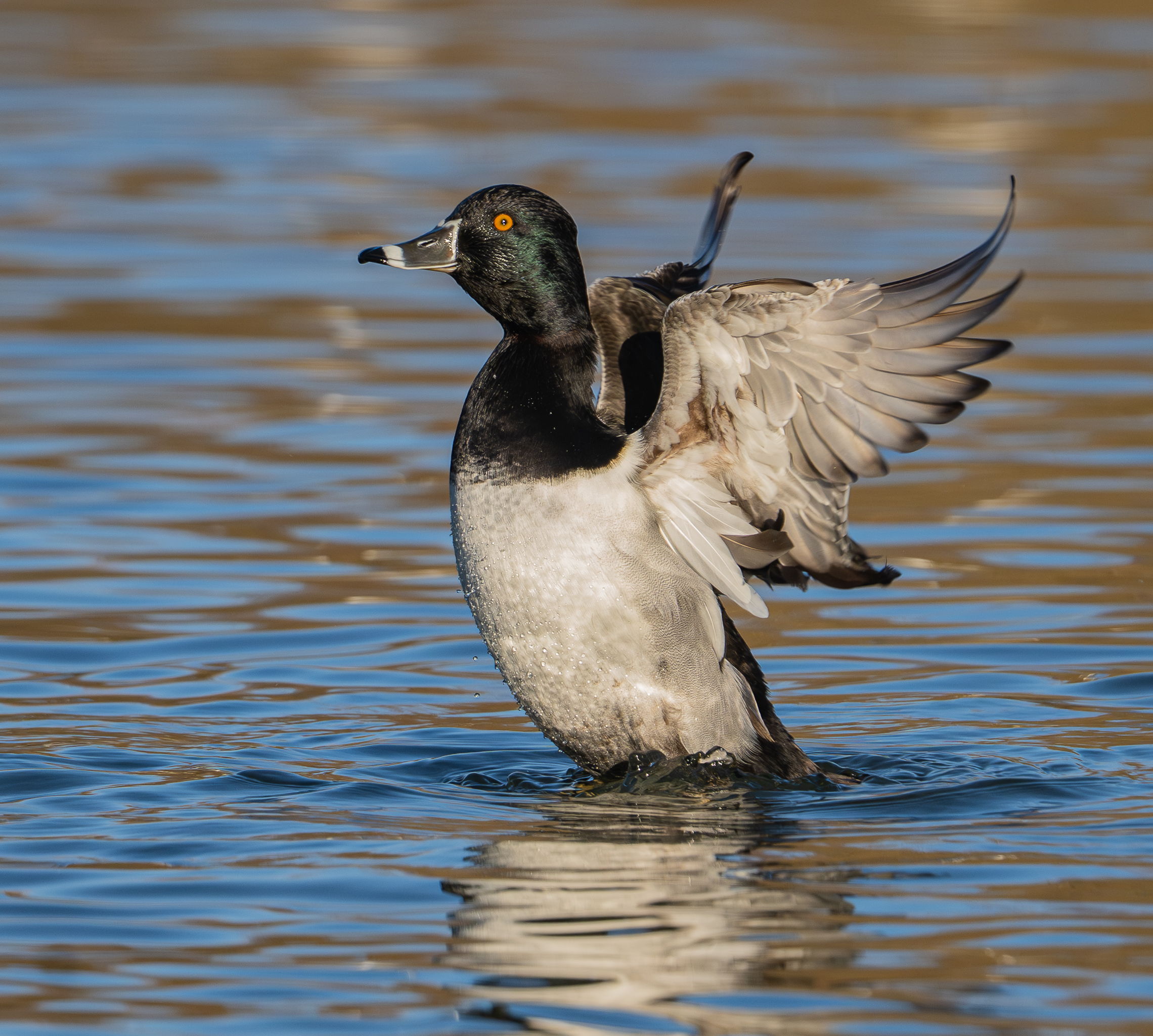 Ring-necked Duck by Graeham Mounteney - BirdGuides