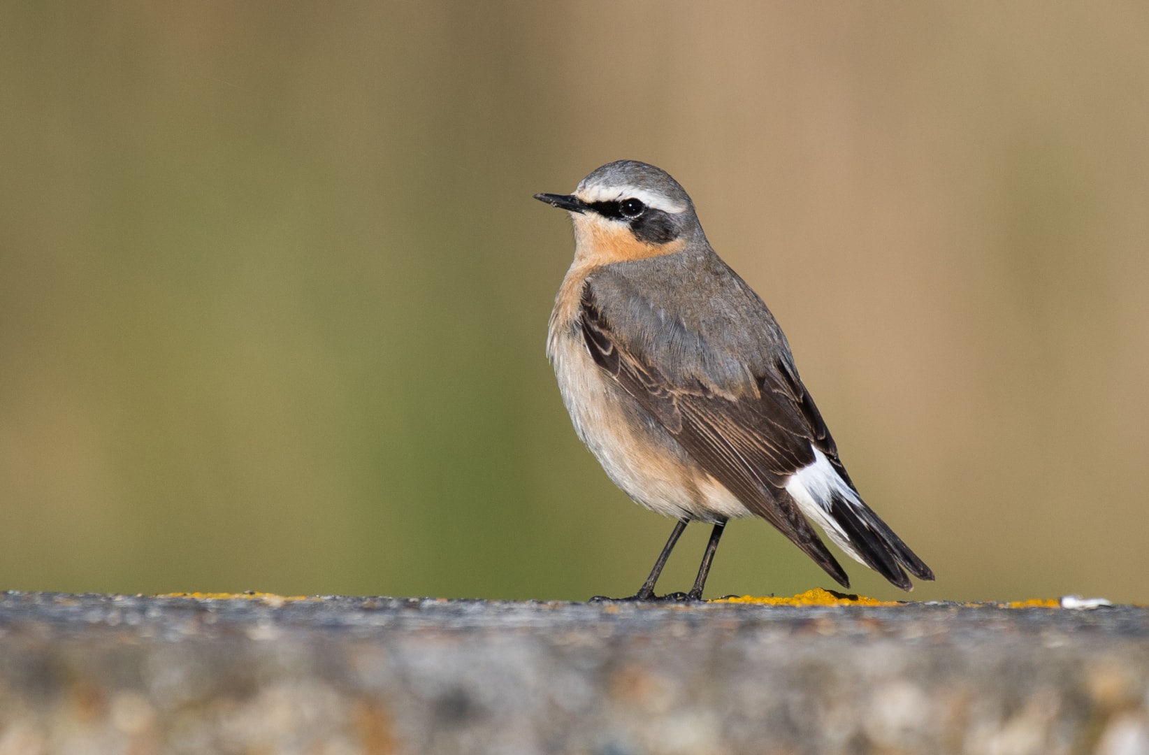Northern Wheatear by Les Cater - BirdGuides