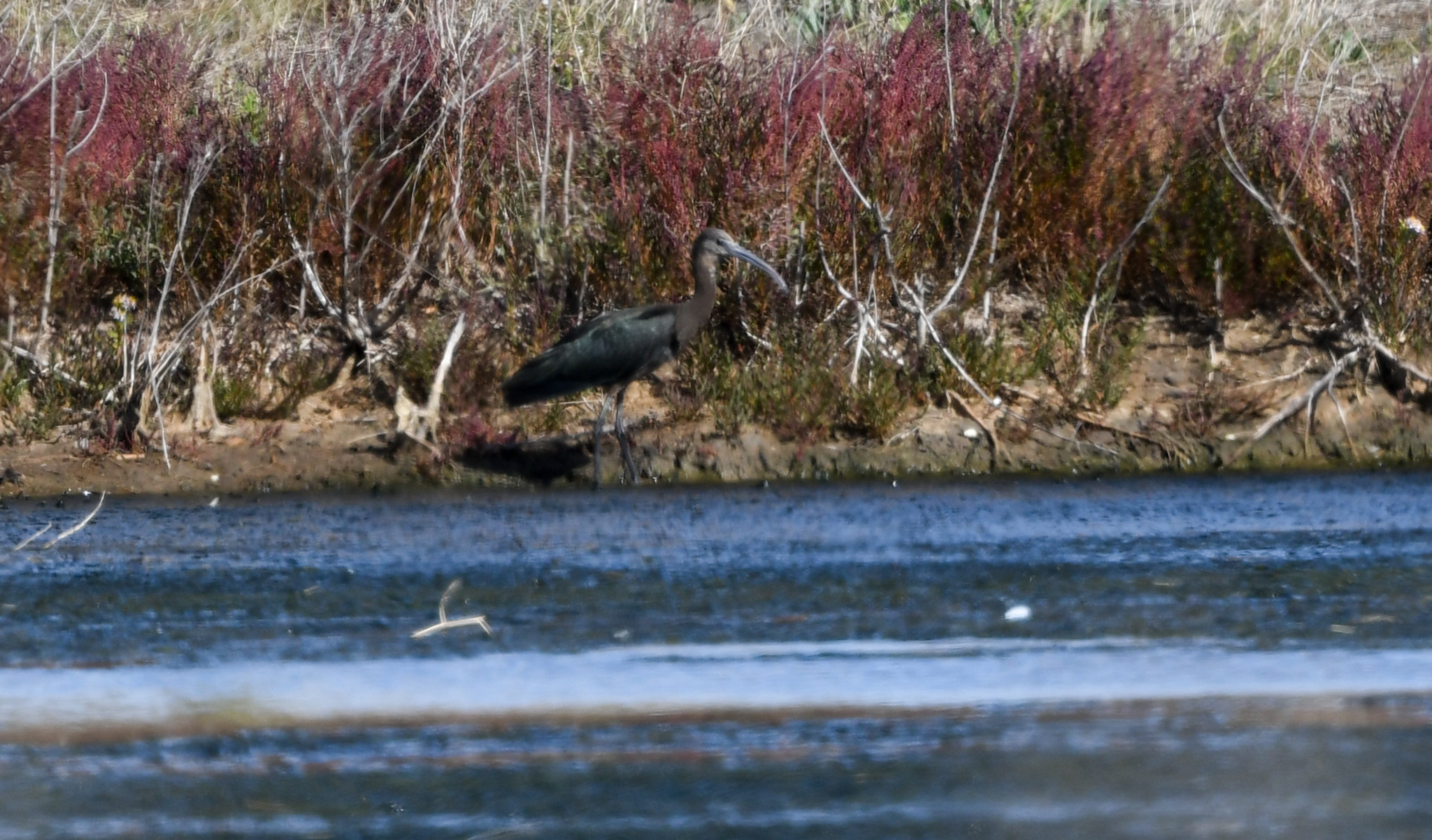 Glossy Ibis by Bill Hedden - BirdGuides