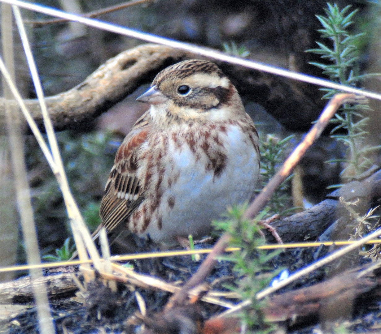Rustic Bunting by Jonathan Theobald - BirdGuides