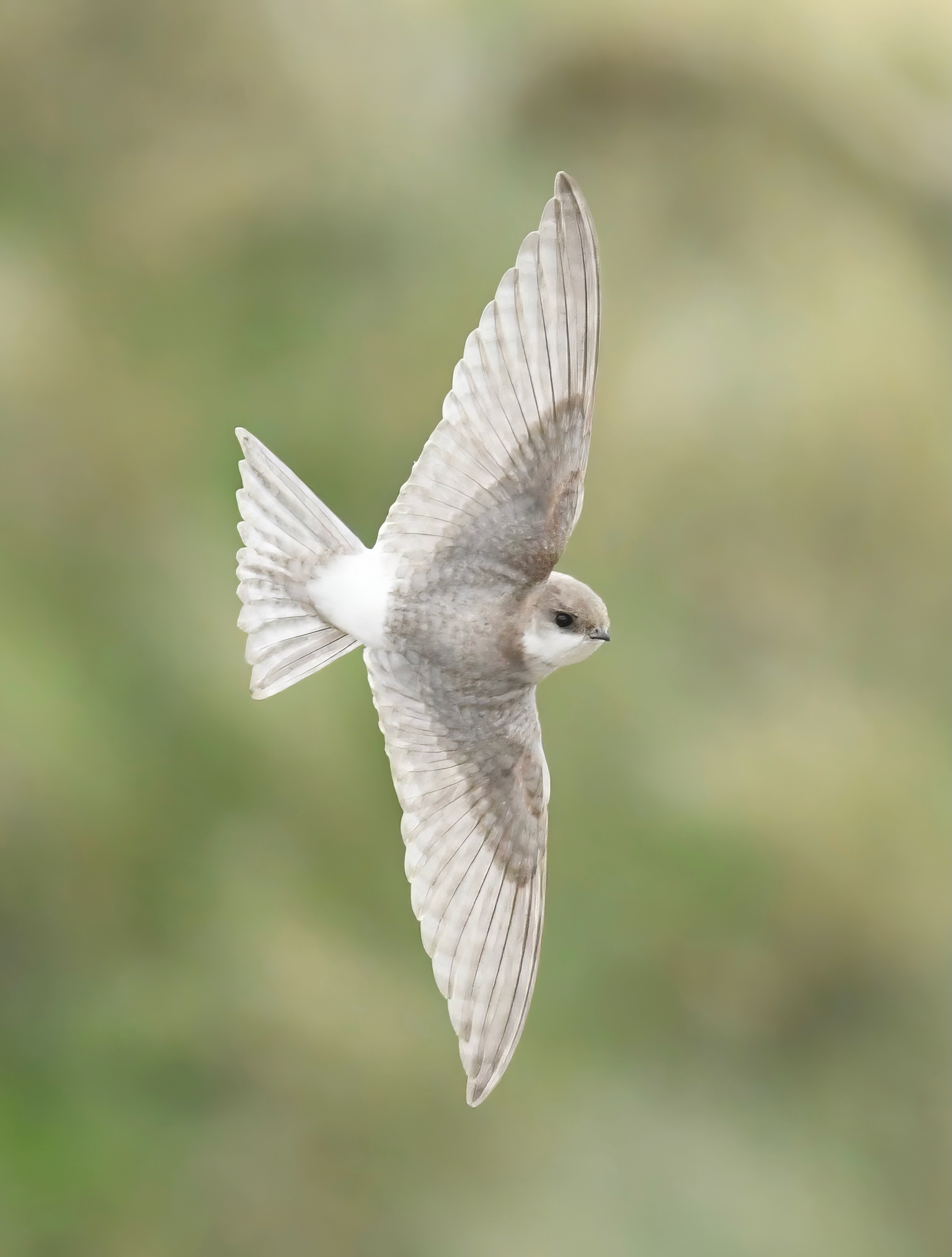 House Martin by Jarrod Hadfield - BirdGuides