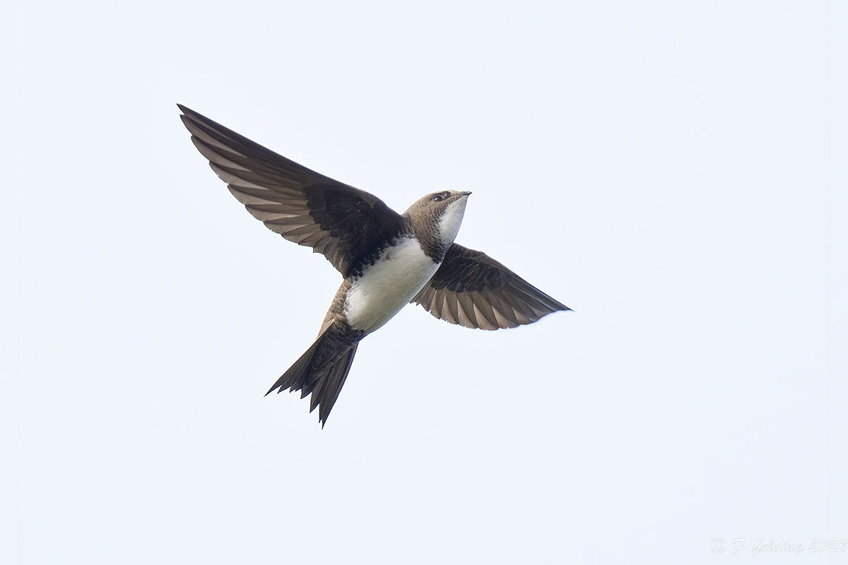 Alpine Swift by Frank Golding - BirdGuides