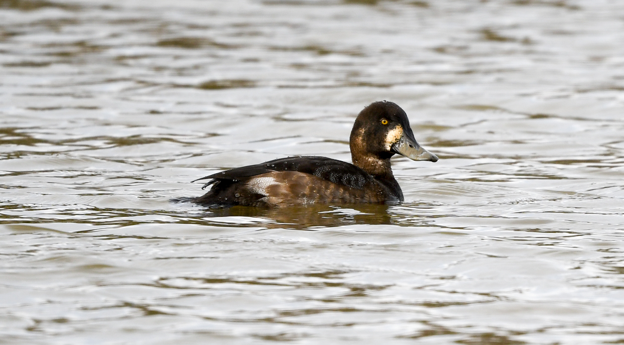 Greater Scaup by Bill Hedden - BirdGuides