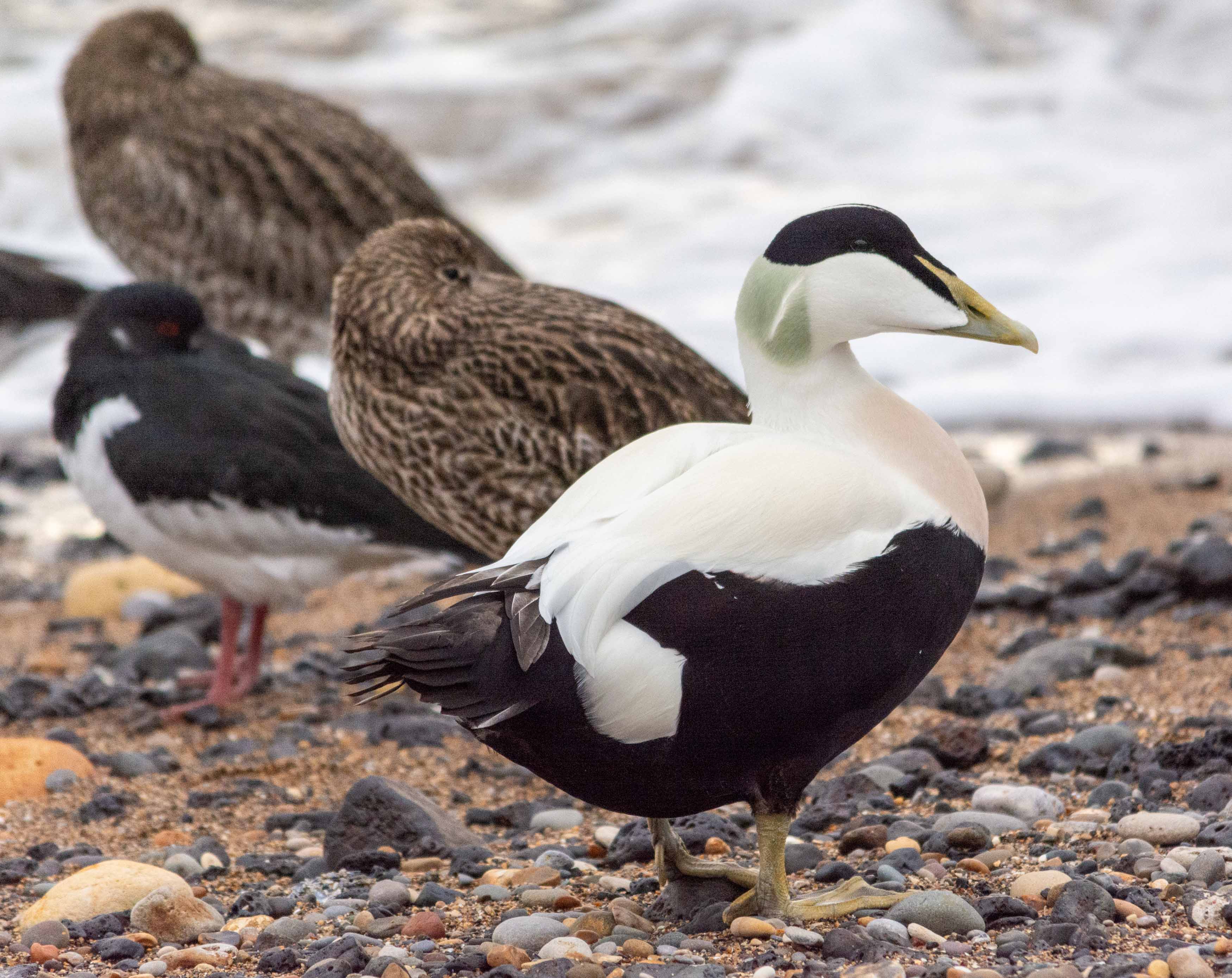 Common Eider by Dale Hanson - BirdGuides