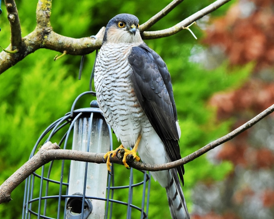 Eurasian Sparrowhawk by Irene Harrison - BirdGuides