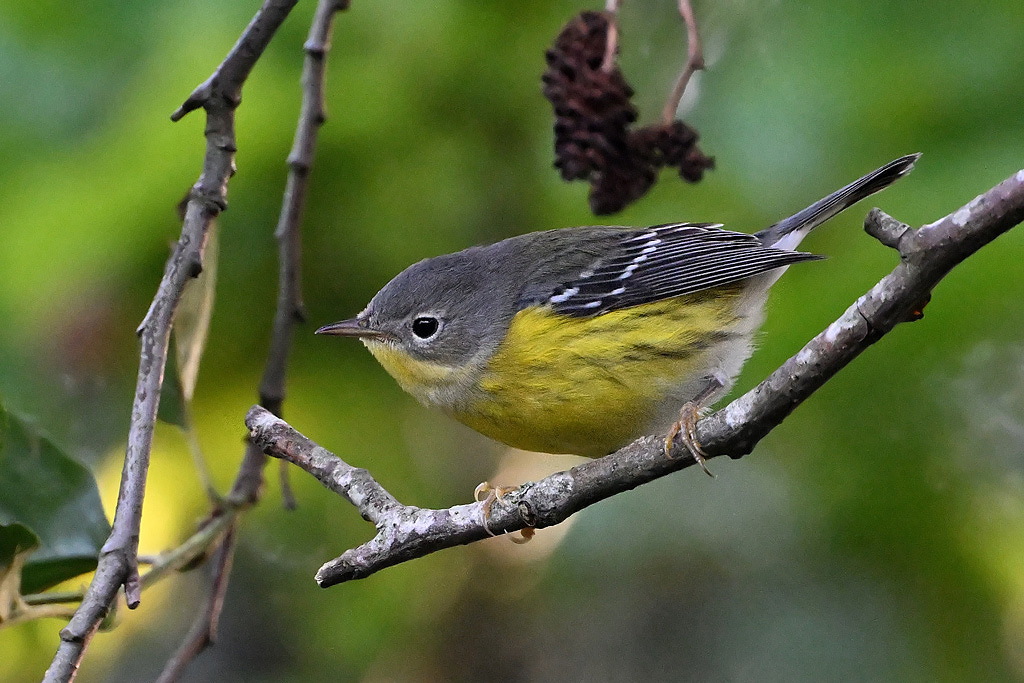 Magnolia Warbler by Ian Curran - BirdGuides