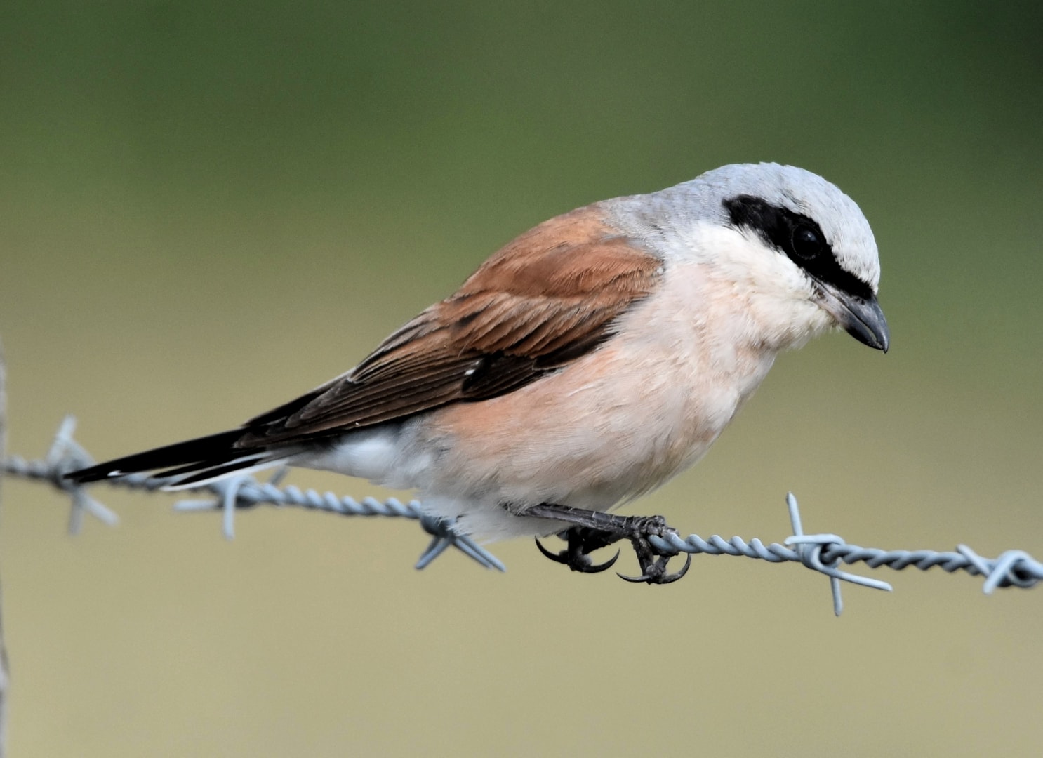 Red-backed Shrike by W Schulenburg - BirdGuides