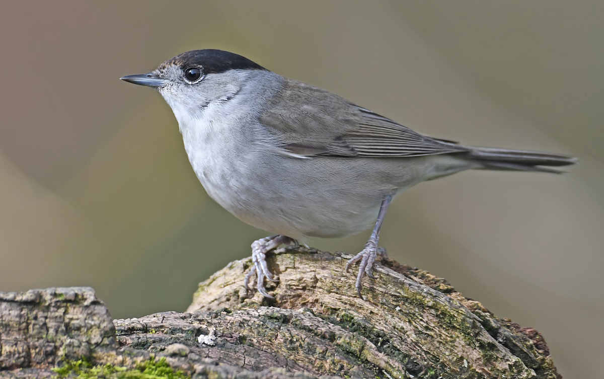 Blackcap by Kev Joynes - BirdGuides